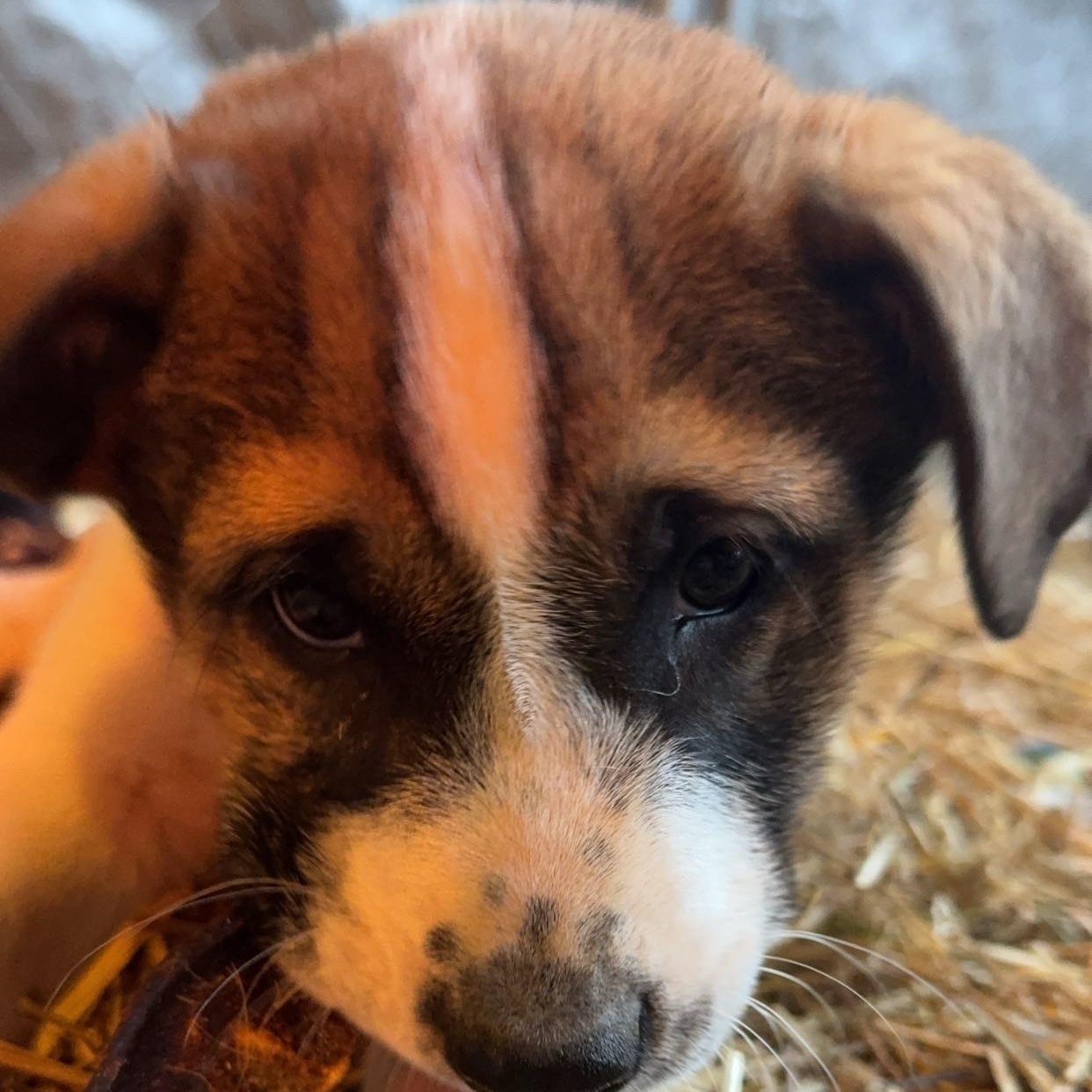 Dog for adoption - Leo, a Shepherd Mix in grant, AL | Petfinder