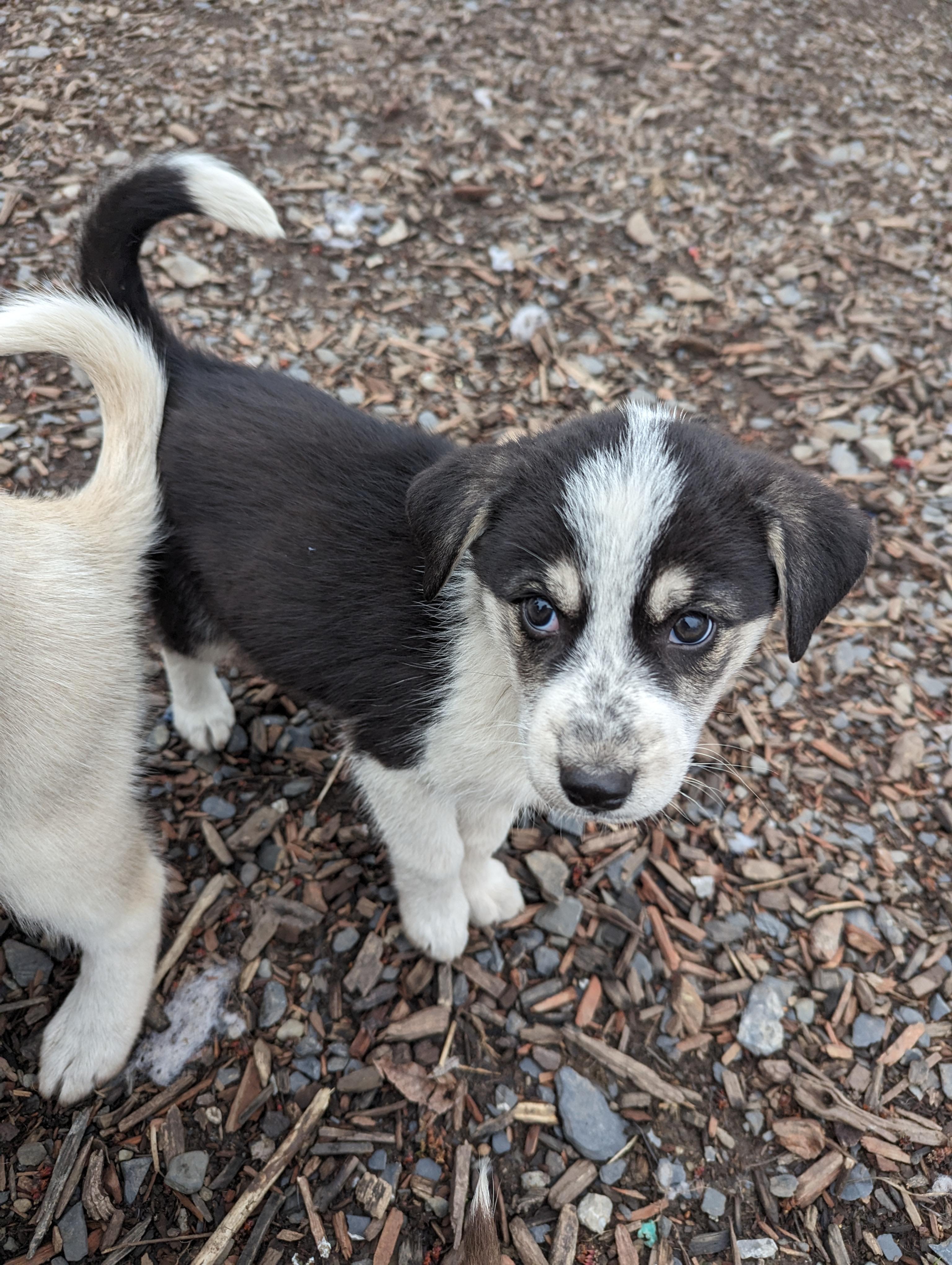 Dog for adoption - Dottie, a Husky Mix in New Windsor, NY | Petfinder