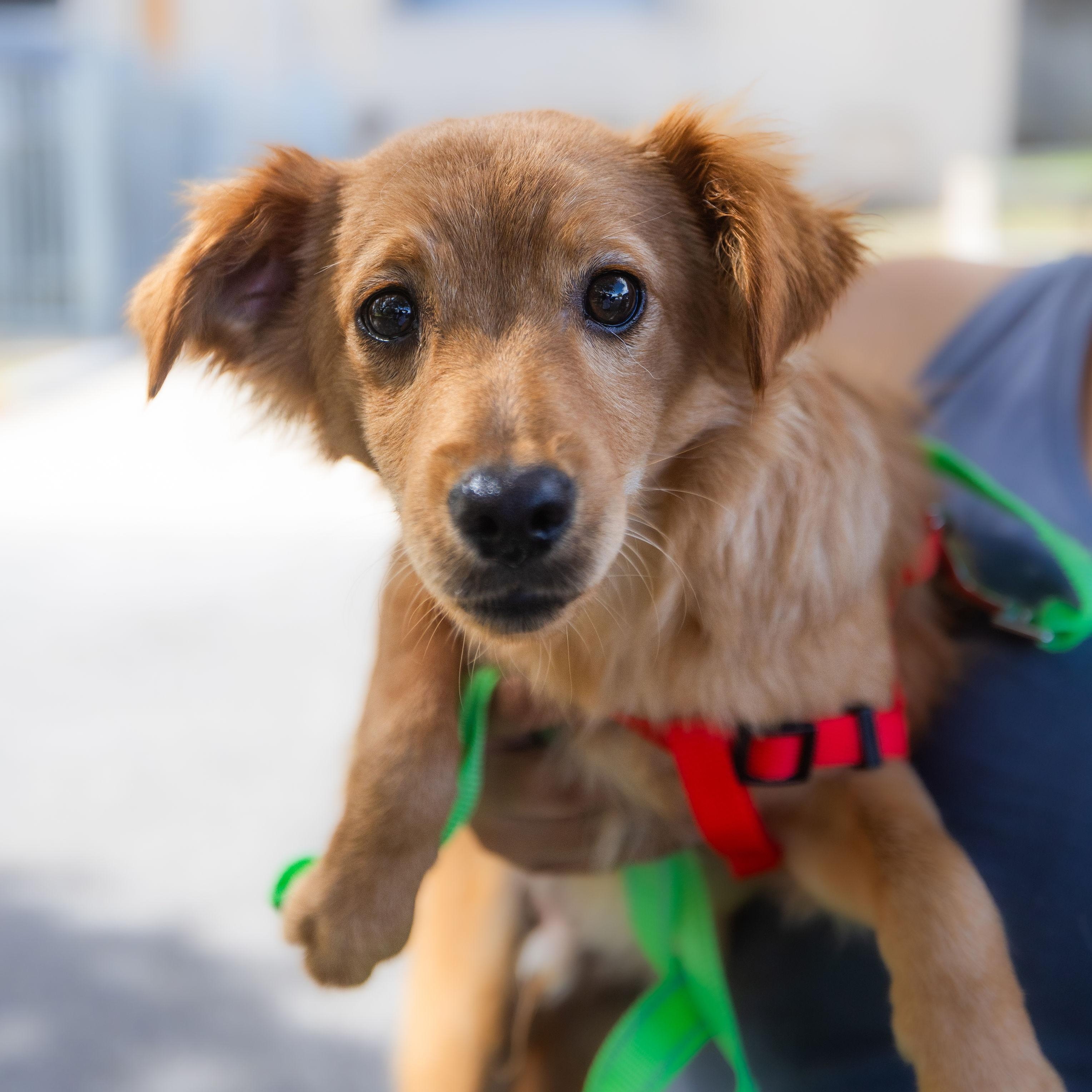Dog for adoption - Fern, a Spaniel & Terrier Mix in Salem, OR | Petfinder