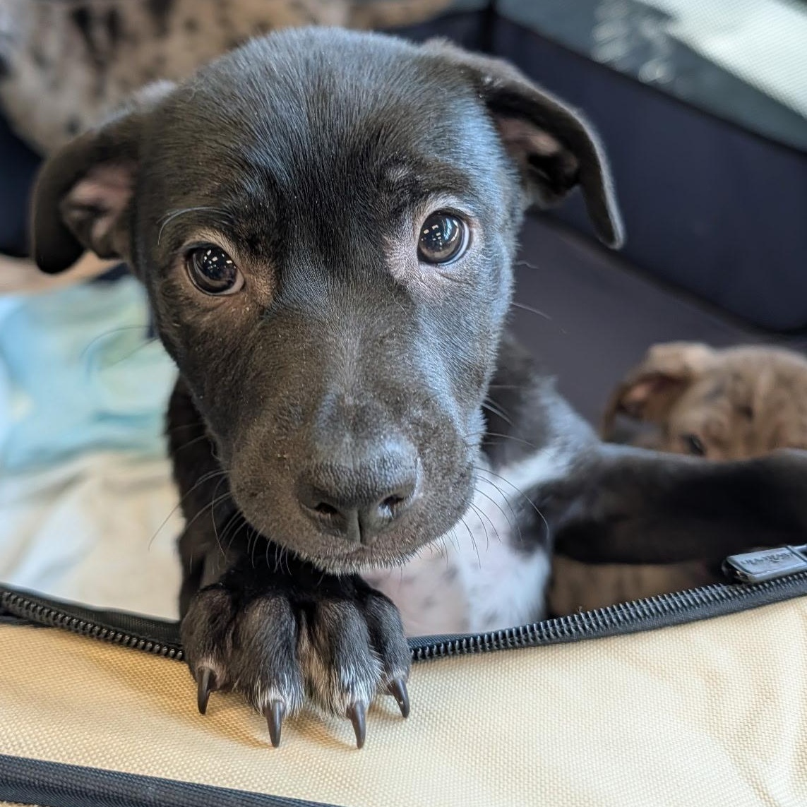 Dog for adoption - Fudge, an Australian Shepherd Mix in Spokane, WA ...