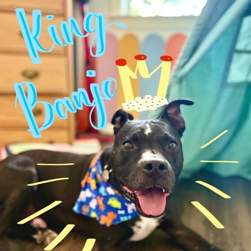 Dog for adoption - Banjo Riddle Sweet Eyes Silly Ears, a Pit Bull ...