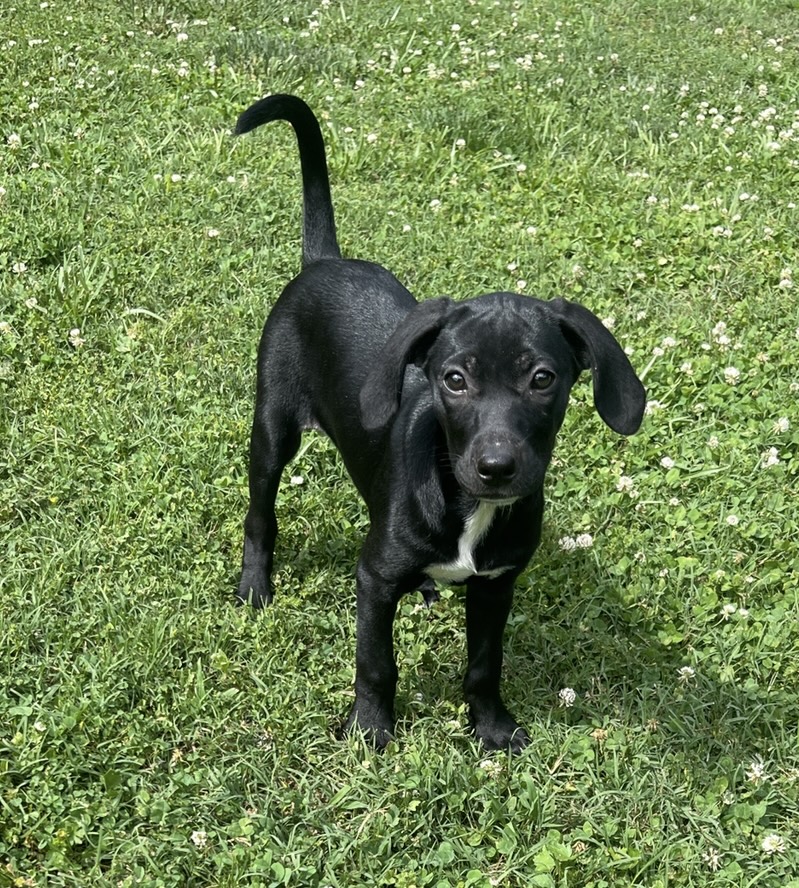 Dog for adoption - Leah, a Labrador Retriever in Albemarle, NC | Petfinder