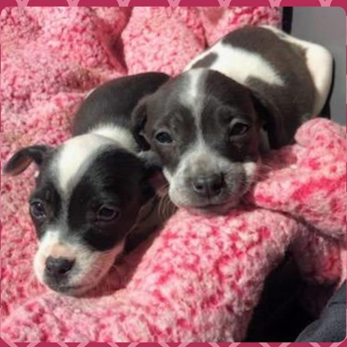 Dog for adoption - Romeo & Juliet, a Chihuahua & Beagle Mix in Hamilton ...