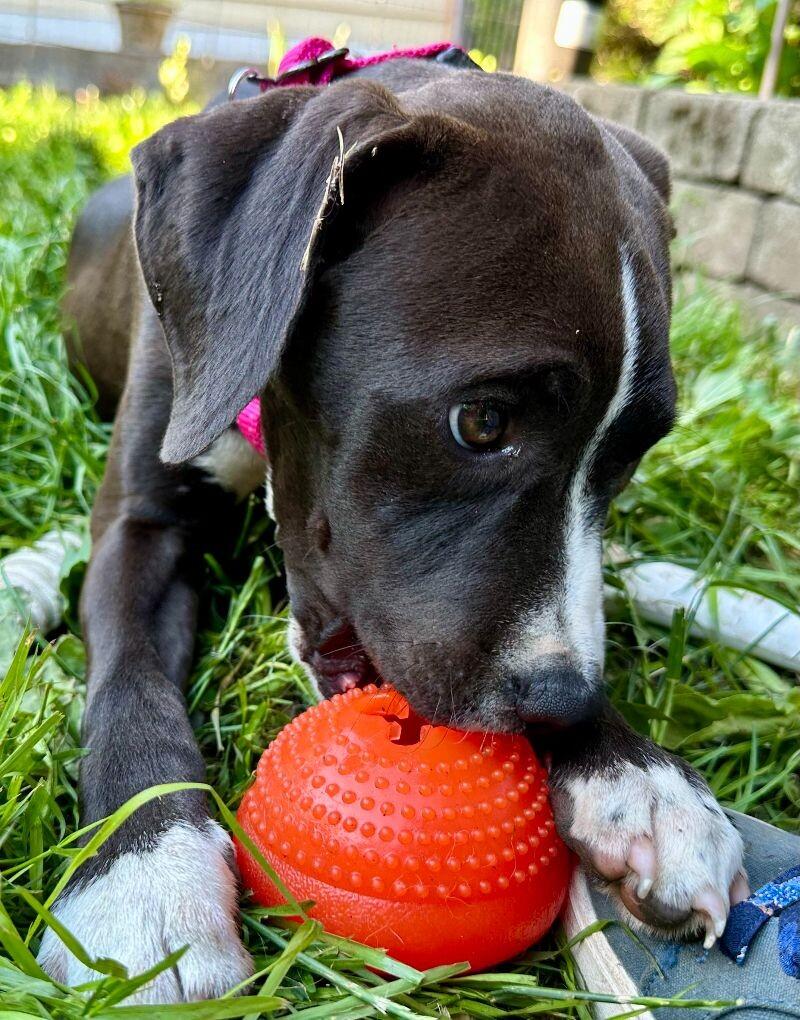 Dog for adoption - Captain Underbite, a Boxer & Labrador Retriever Mix ...