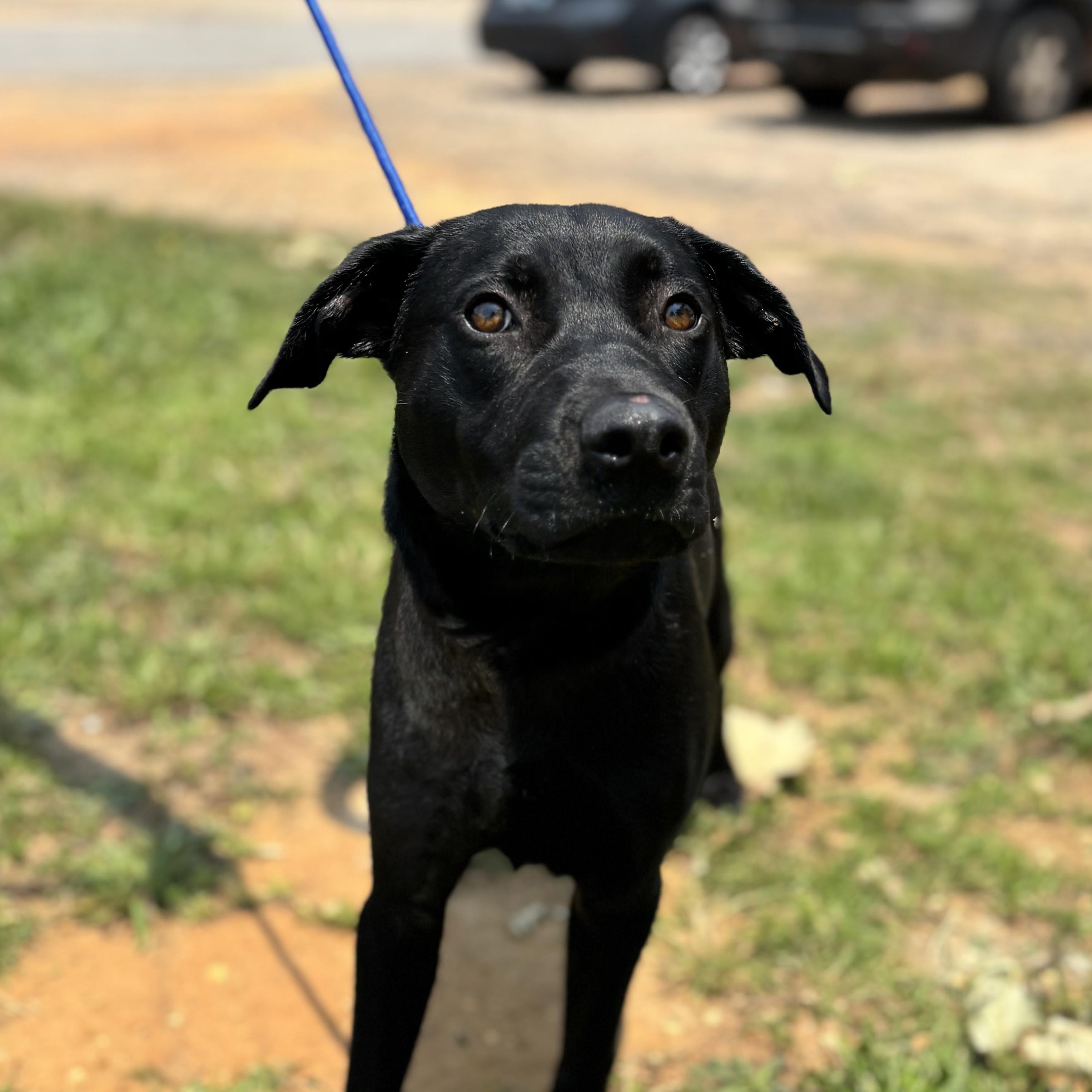 Dog for adoption - Midnight, a Labrador Retriever Mix in West Chester, PA | Petfinder
