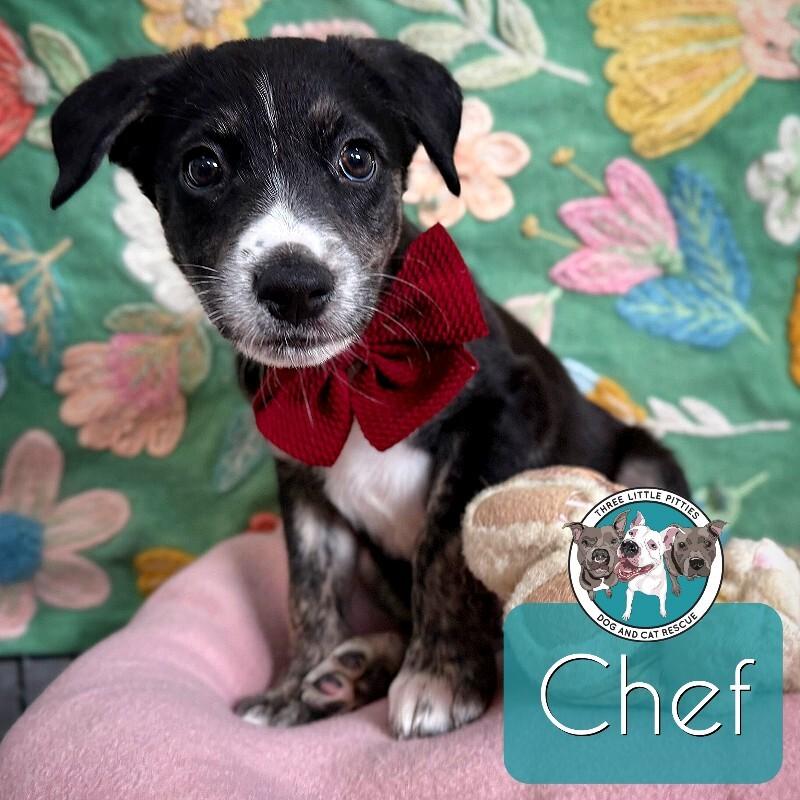 Dog for adoption - Chef Smurf, a Pit Bull Terrier & American Bulldog ...