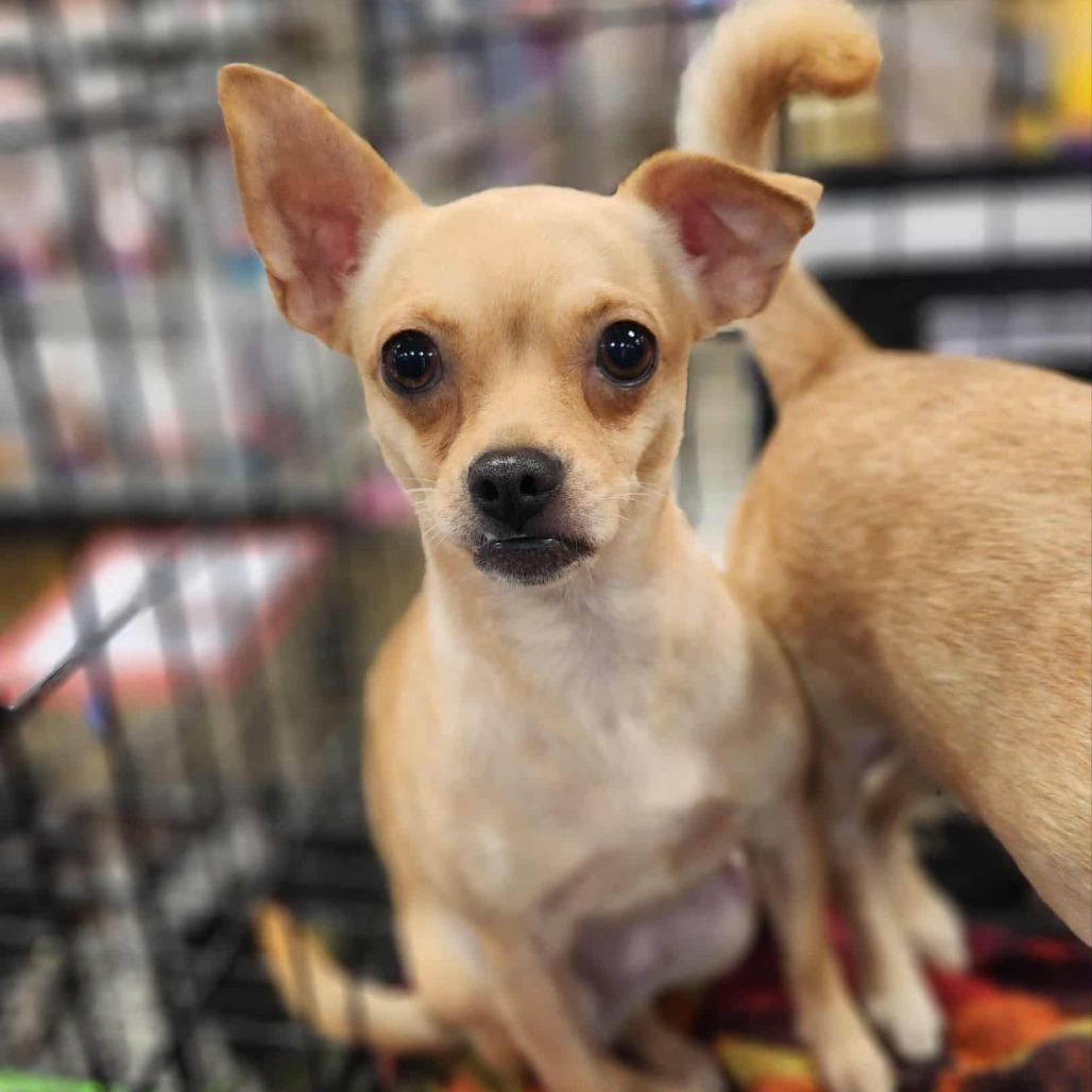 Dog for adoption - Gold Iris FJ, a Chihuahua & Pug Mix in Seattle, WA ...