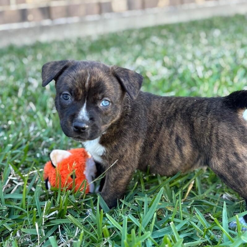 Dog for adoption - Porthos Shadow Musketeer, a Pit Bull Terrier ...