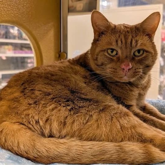 Cat for adoption - Simon, a Domestic Short Hair in Sewell, NJ | Petfinder