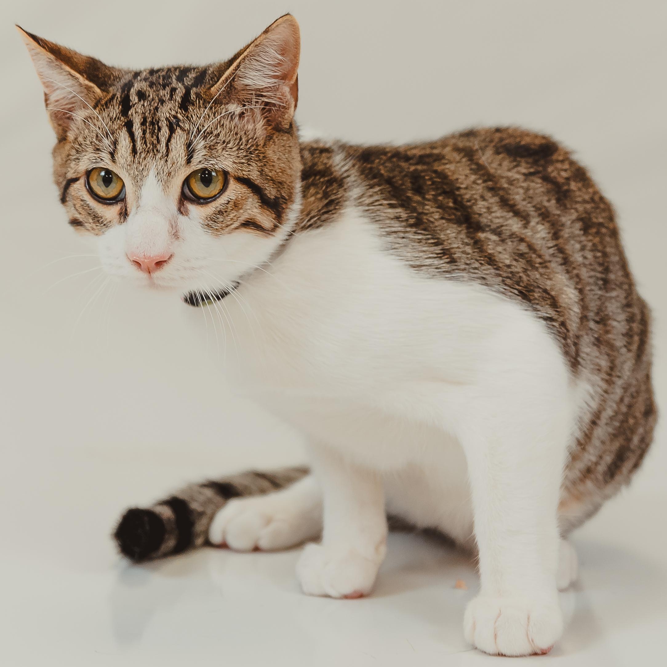 Cat for adoption - Toby, a Domestic Short Hair in Portage, WI | Petfinder