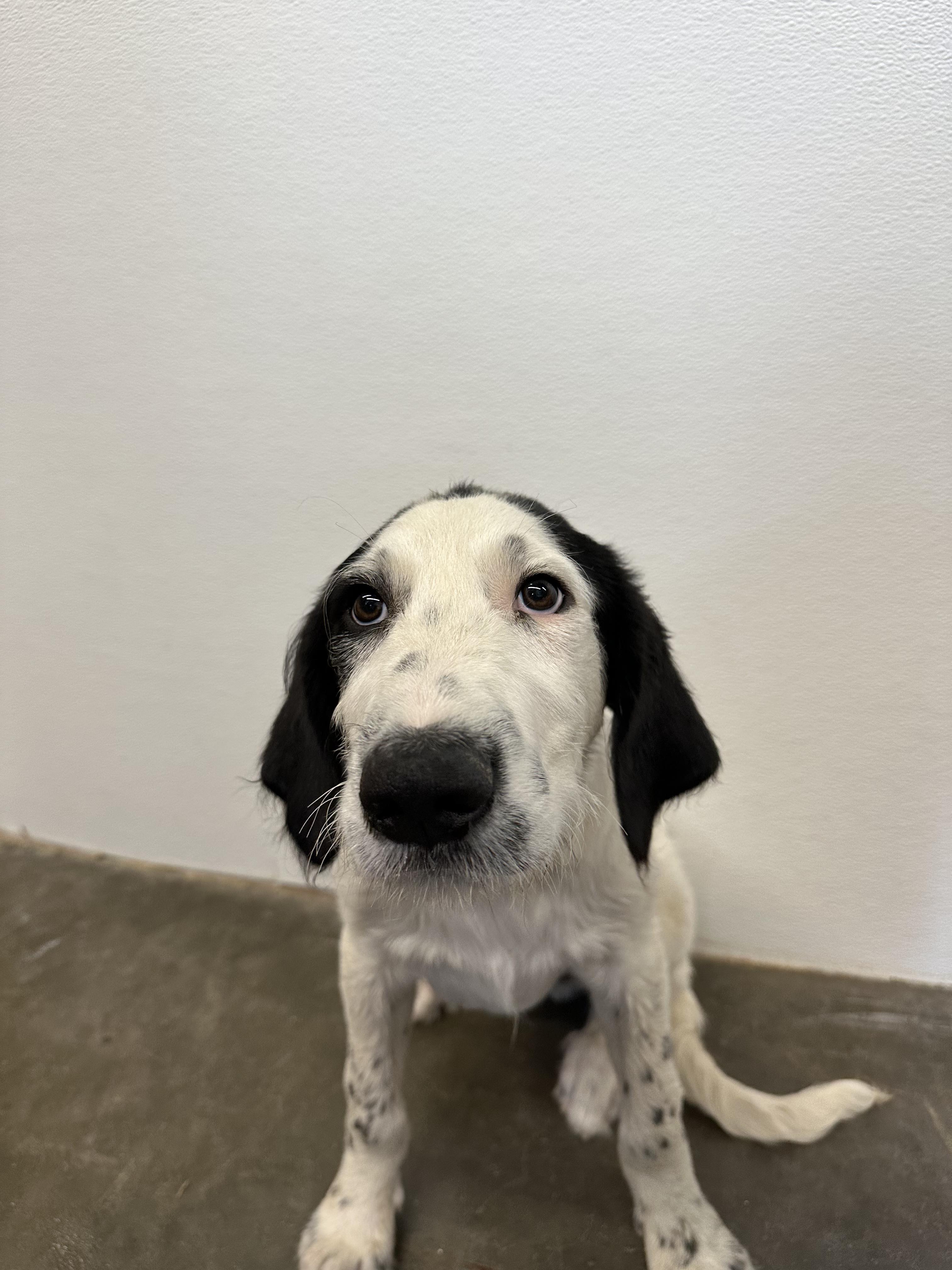 Home Page | Animal Rescue Project