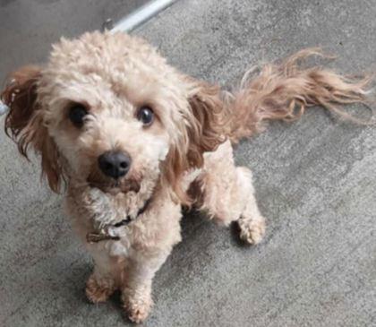 Dog for adoption - Milo, a Cavalier King Charles Spaniel & Poodle Mix ...