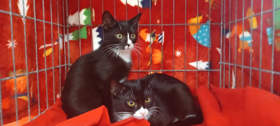Cat for adoption - Robin & Robbie, a Domestic Short Hair in Pennington ...
