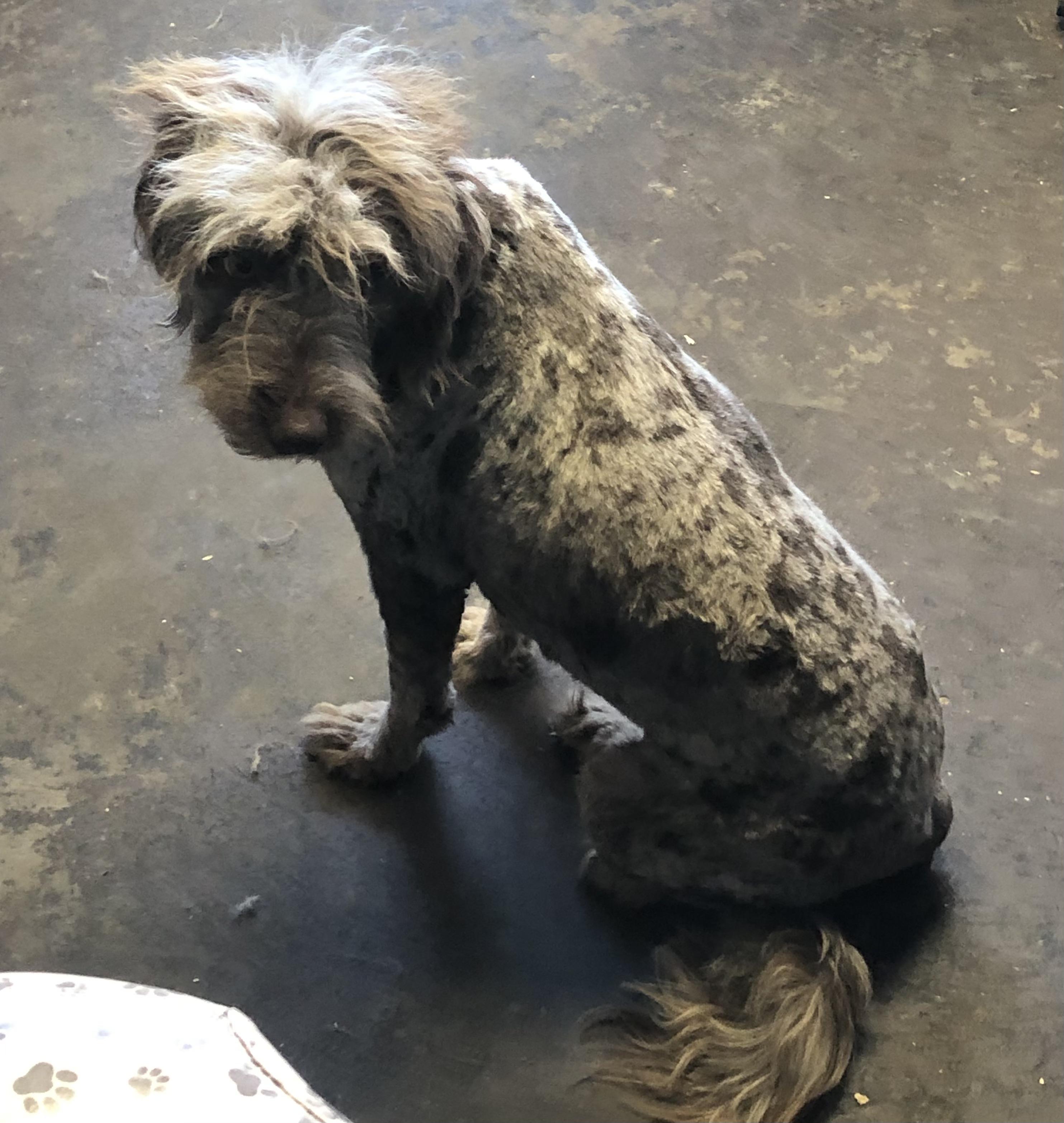 Dog for adoption - Paisley, an Aussiedoodle Mix in Vinemont, AL | Petfinder