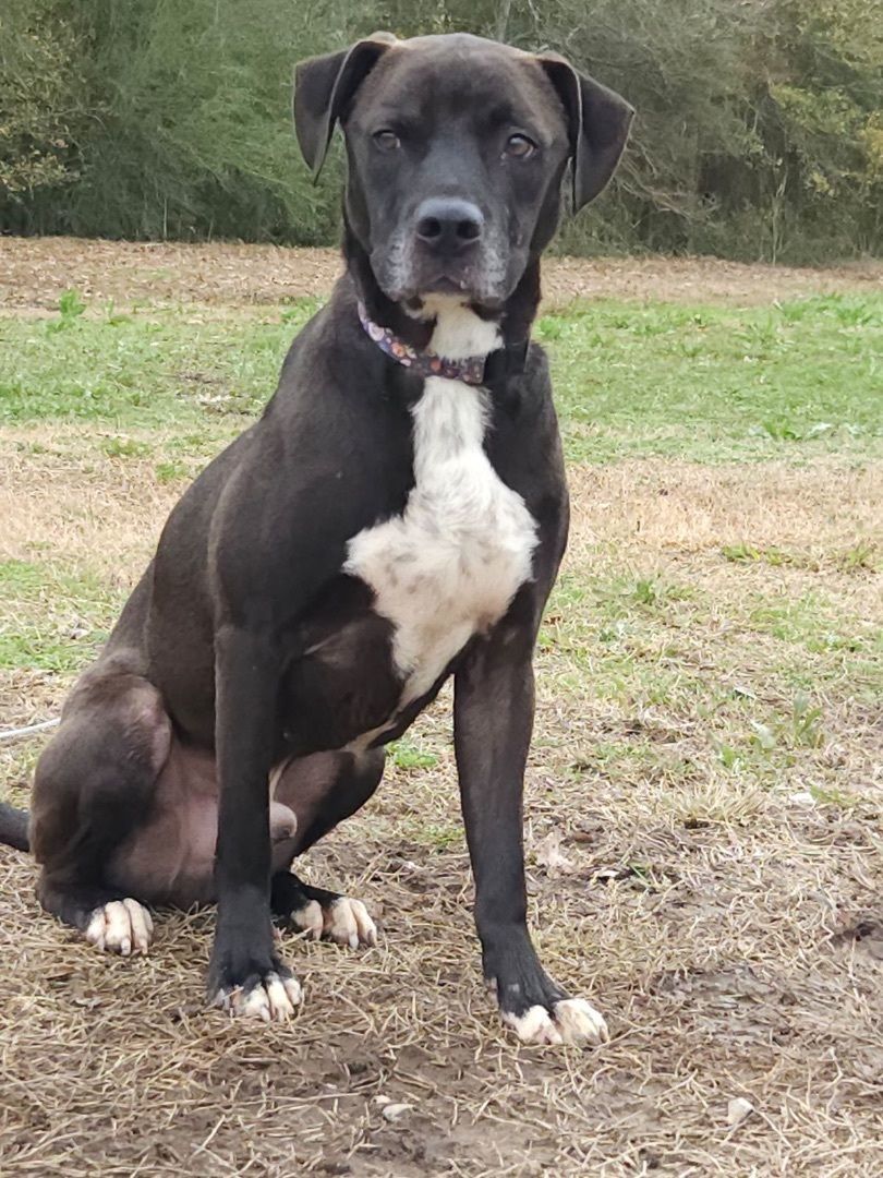 Dog for adoption - Zed, a Hound Mix in Onalaska, WI | Petfinder