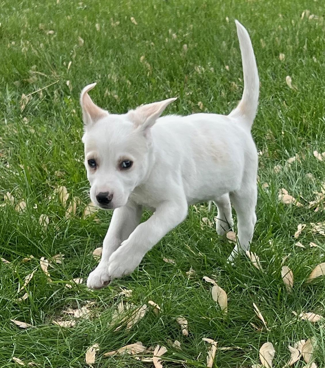 Dog for adoption - Malachi, a Retriever & Collie Mix in Minneapolis, MN ...