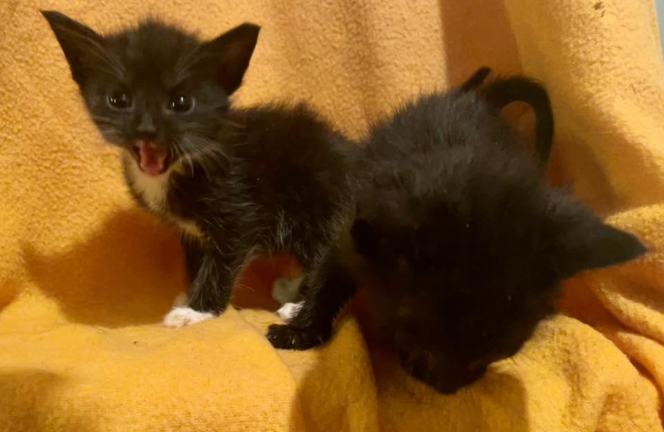 Cat for adoption - Black Kittens - Females, a Domestic Short Hair in ...