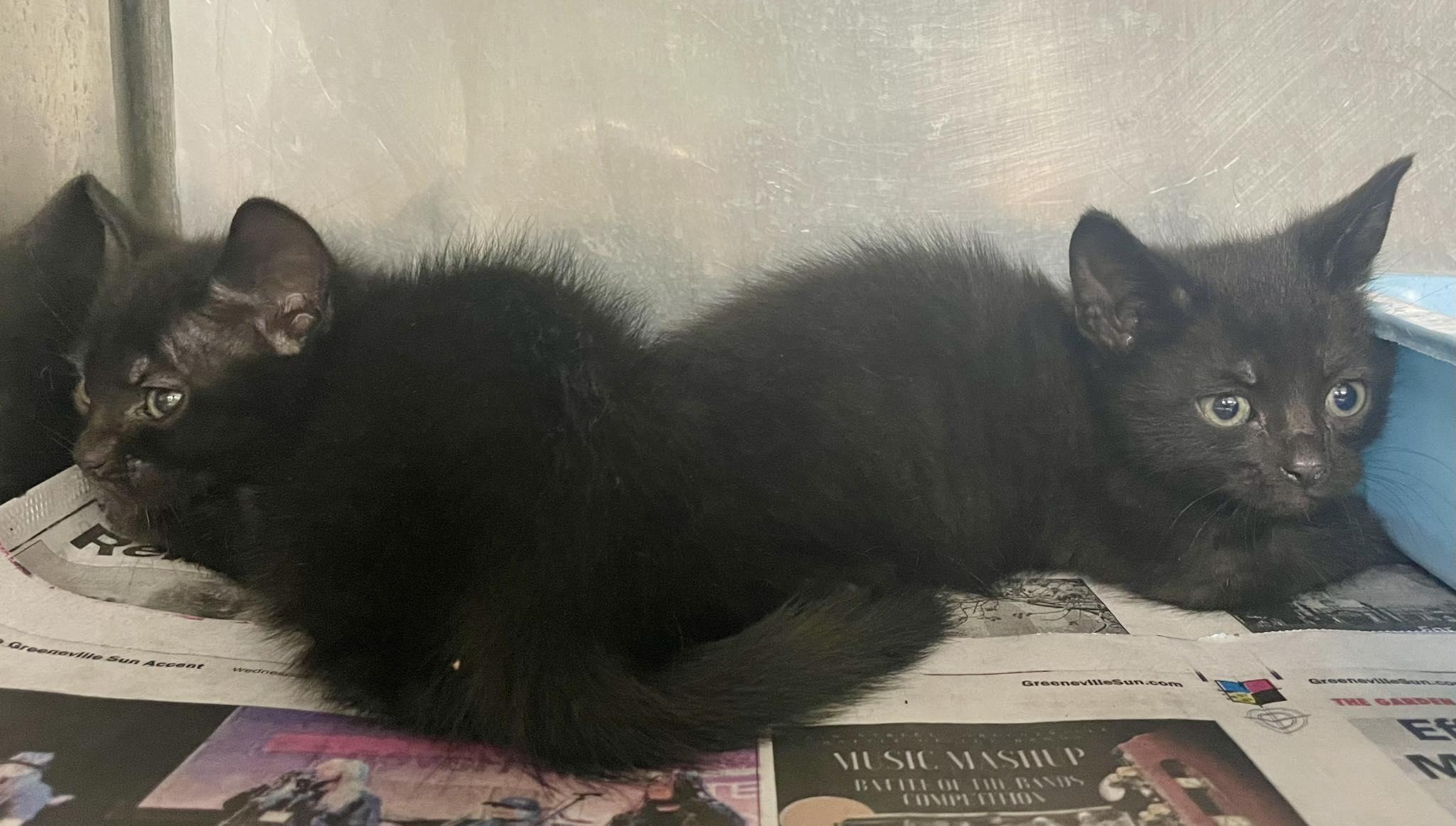 Cat for adoption - Black Kittens - Females, a Domestic Short Hair in ...