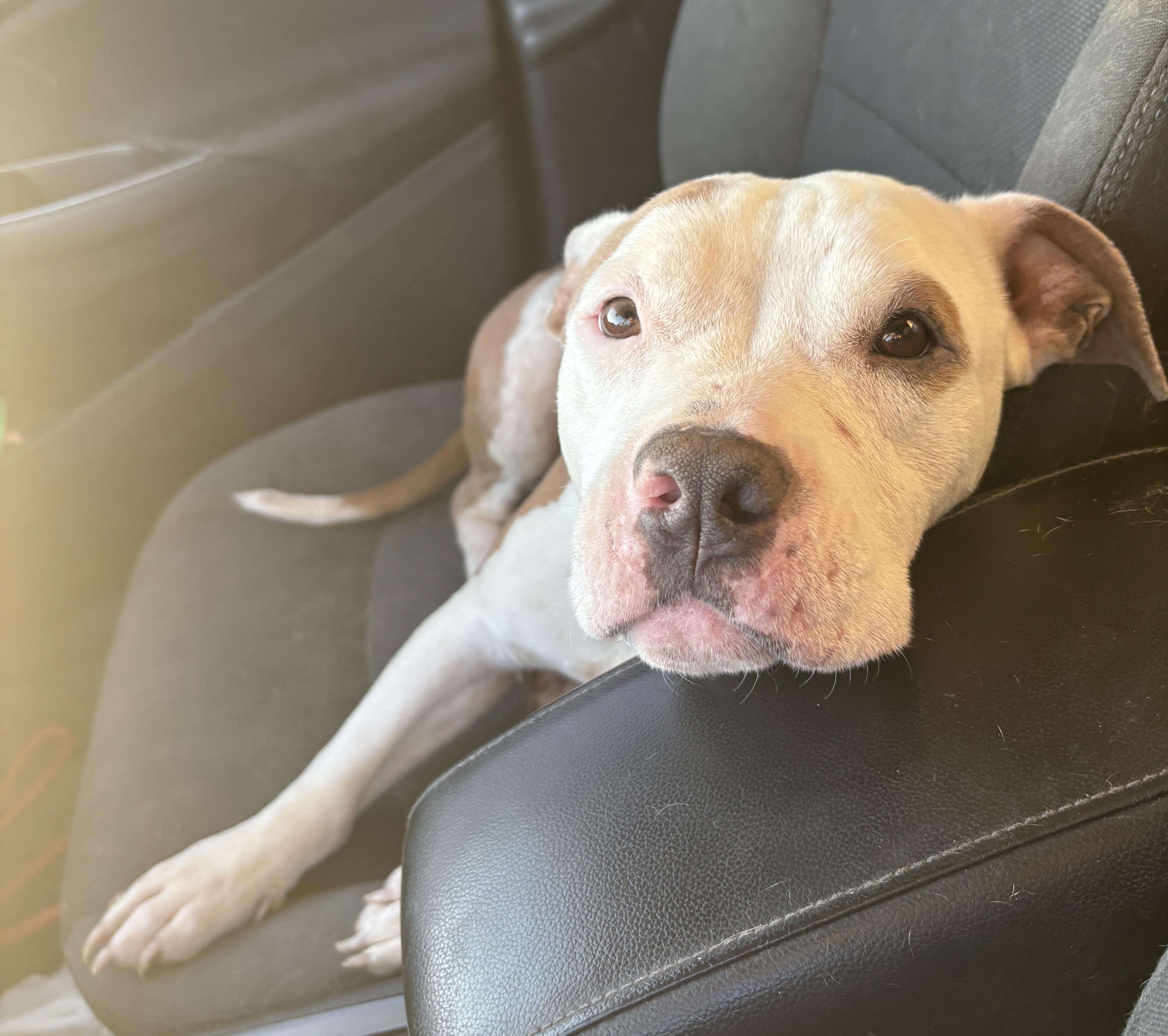 Dog for adoption - LIZZY, a Pit Bull Terrier Mix in Tacoma , WA | Petfinder