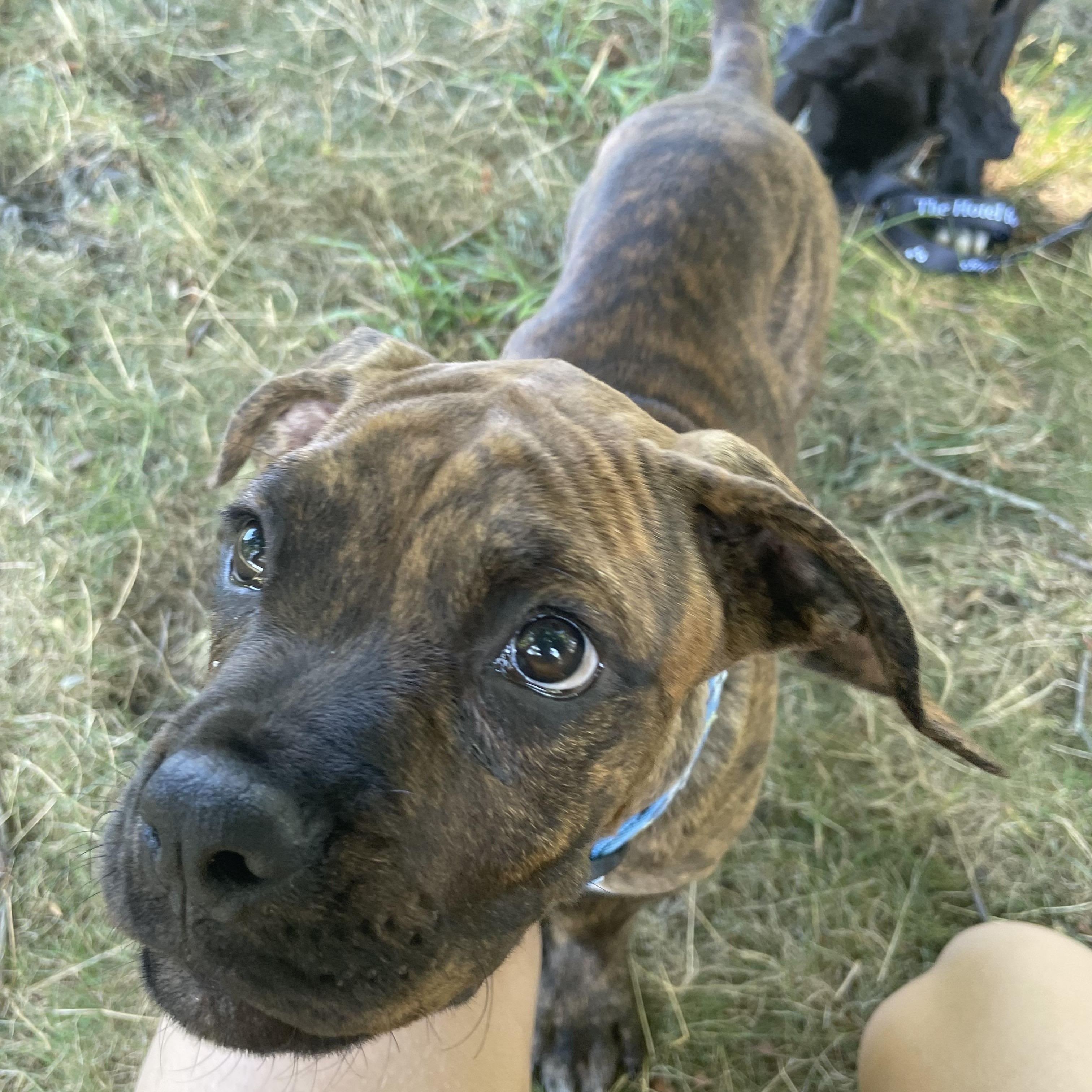 Dog for adoption - Patches, a Boxer & Terrier Mix in Cumberland, RI ...