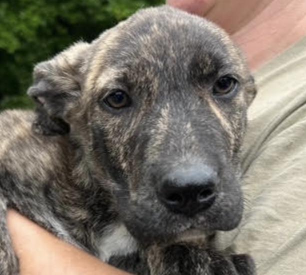 Dog for adoption - Bailey Brave ~ Local Boy, a Hound & Labrador ...