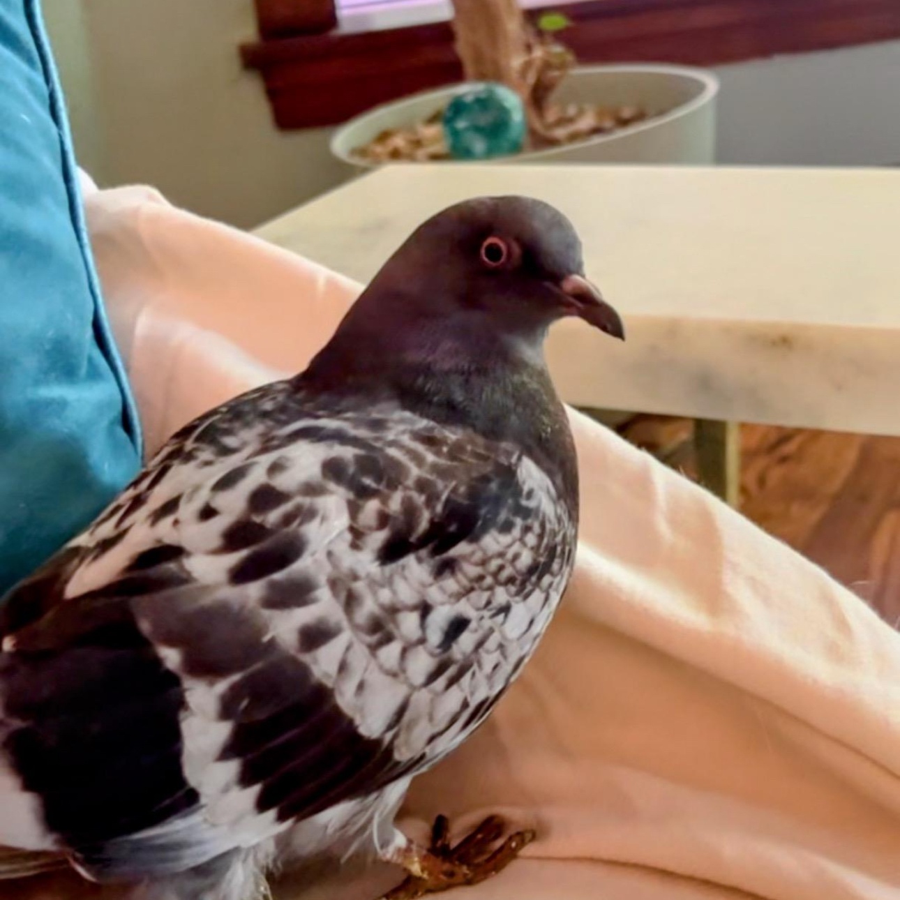 Dove for adoption - Talitha, a Pigeon in Chicago, IL | Petfinder
