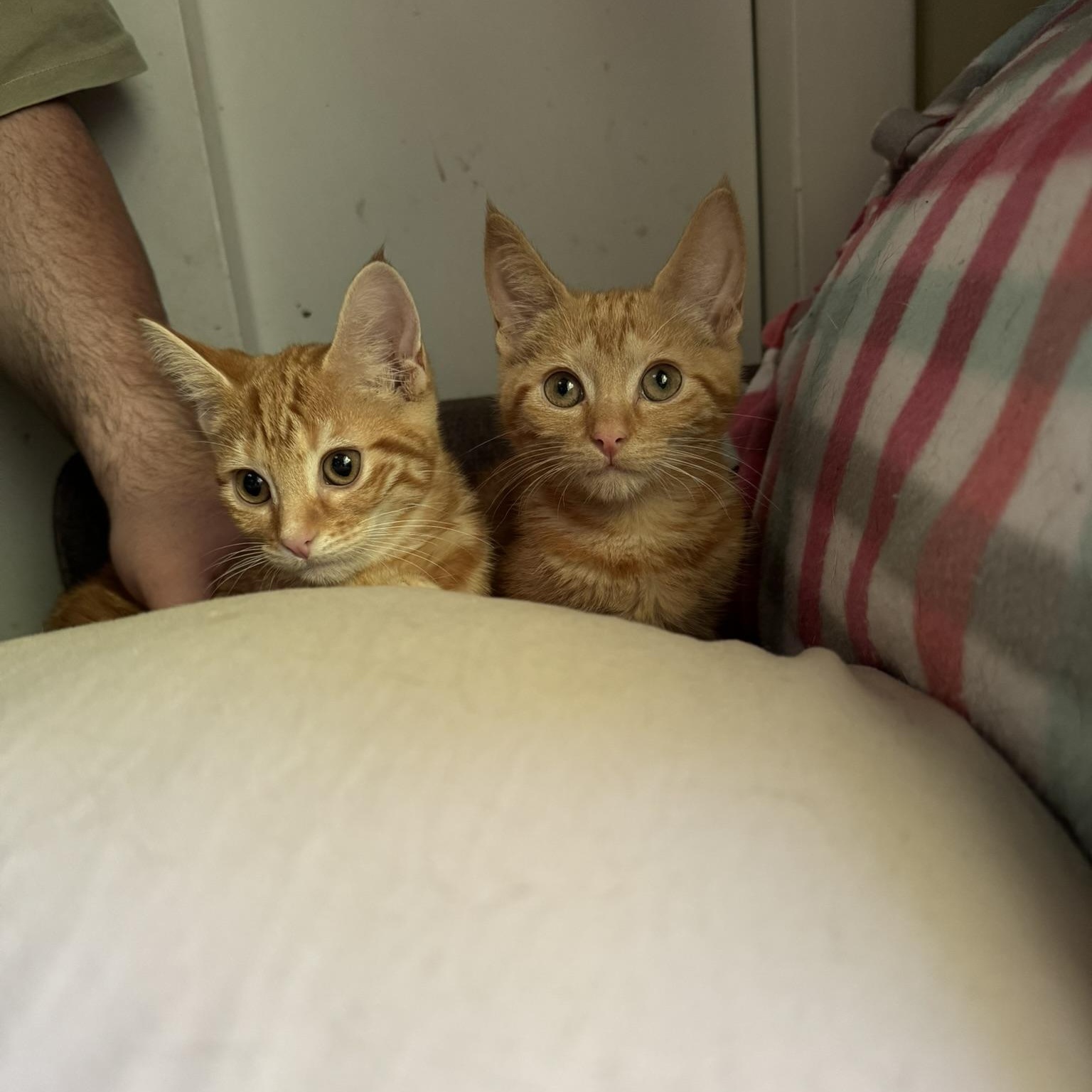 Cat for adoption - Buttercup & Blossom, a Domestic Short Hair in Bangor ...