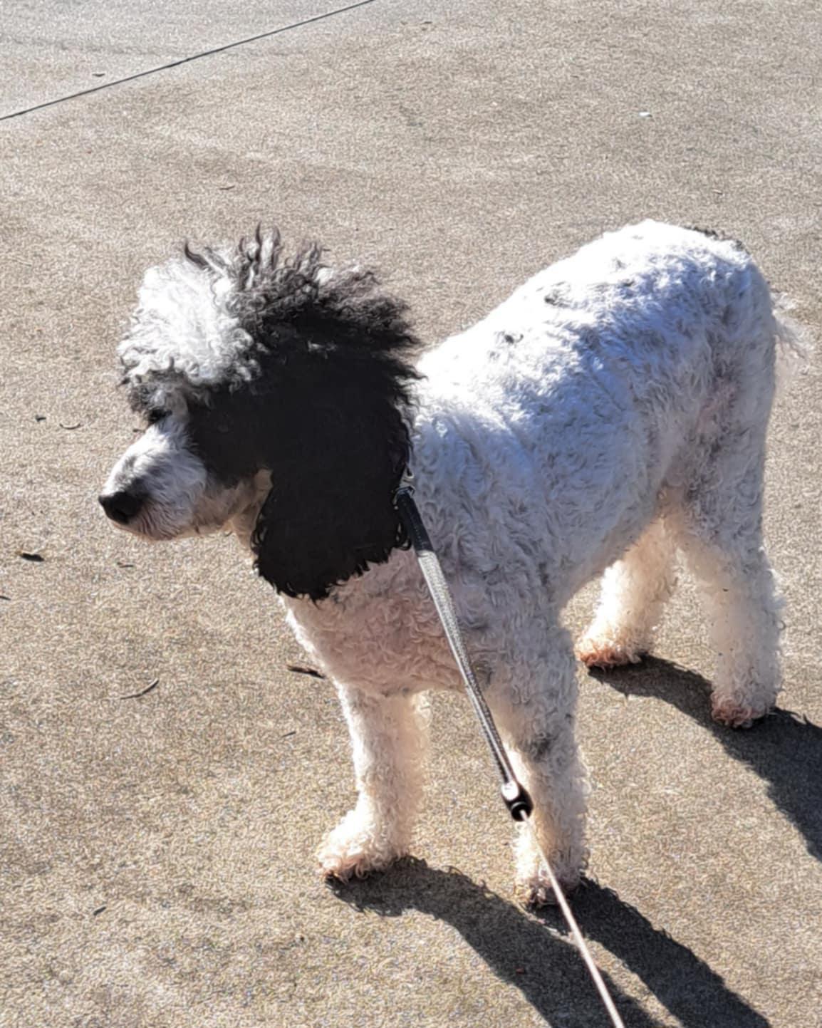 Dog for adoption - Jean Luke, a Poodle (Toy) in Maiden, NC | Petfinder