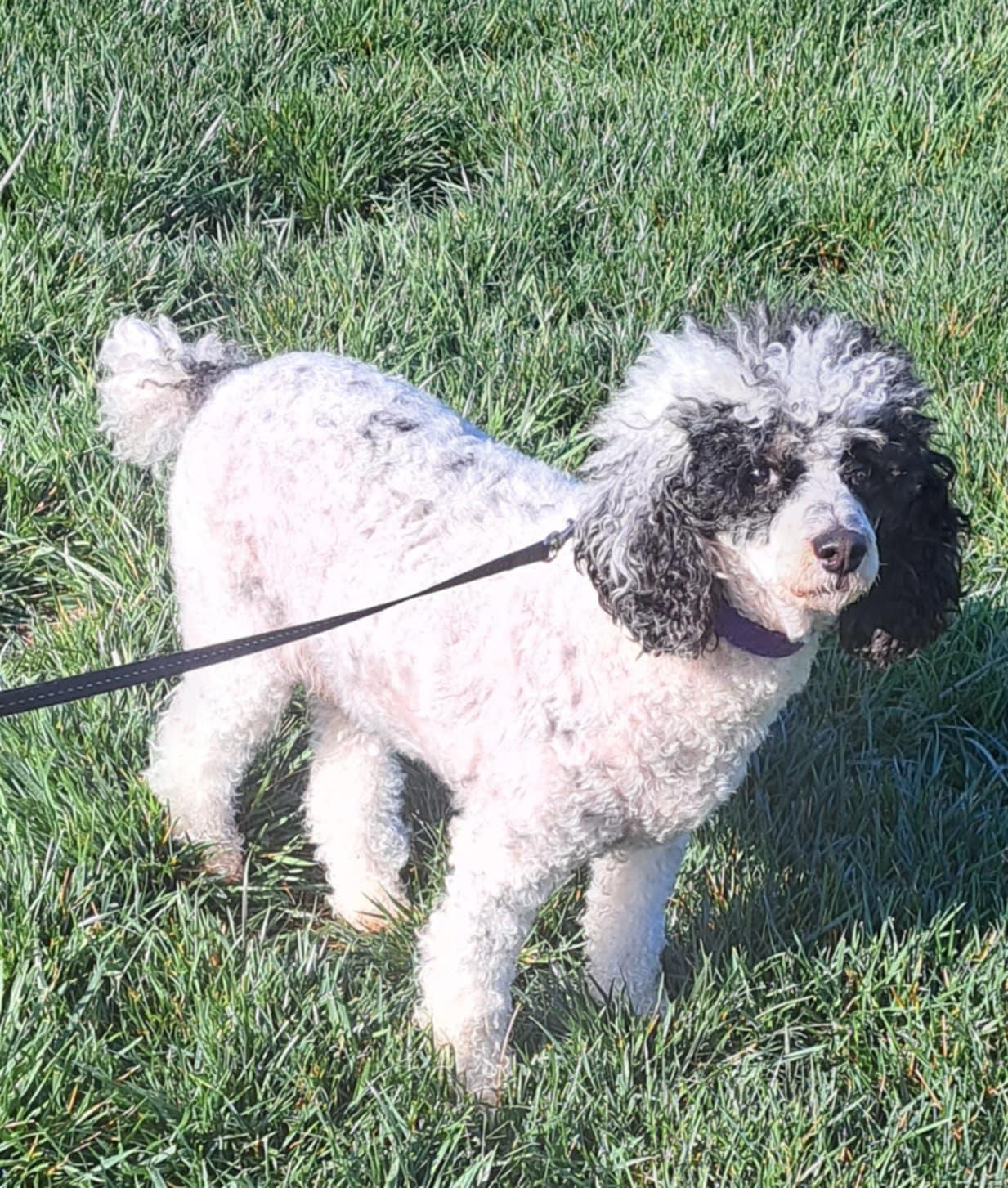 Dog for adoption - Jean Luke, a Poodle (Toy) in Maiden, NC | Petfinder