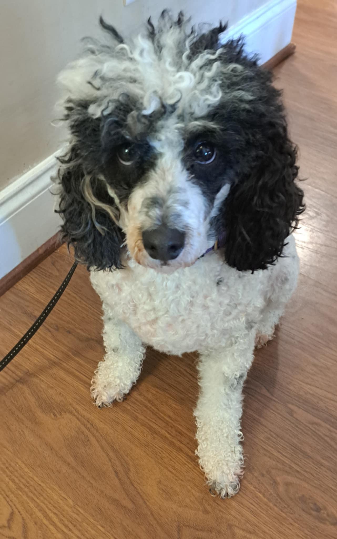Dog for adoption - Jean Luke, a Poodle (Toy) in Maiden, NC | Petfinder