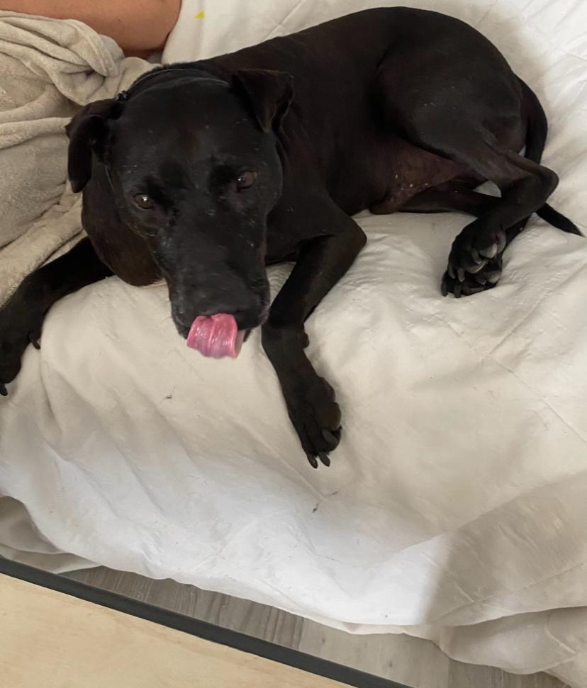 Dog for adoption - PEPPERONI PEPPERONI, a Mixed Breed in Sebastian, FL ...