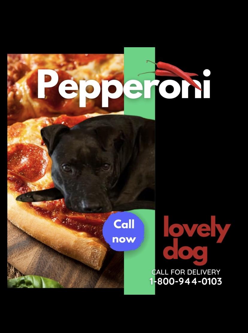 Dog for adoption - PEPPERONI PEPPERONI, a Mixed Breed in Sebastian, FL ...