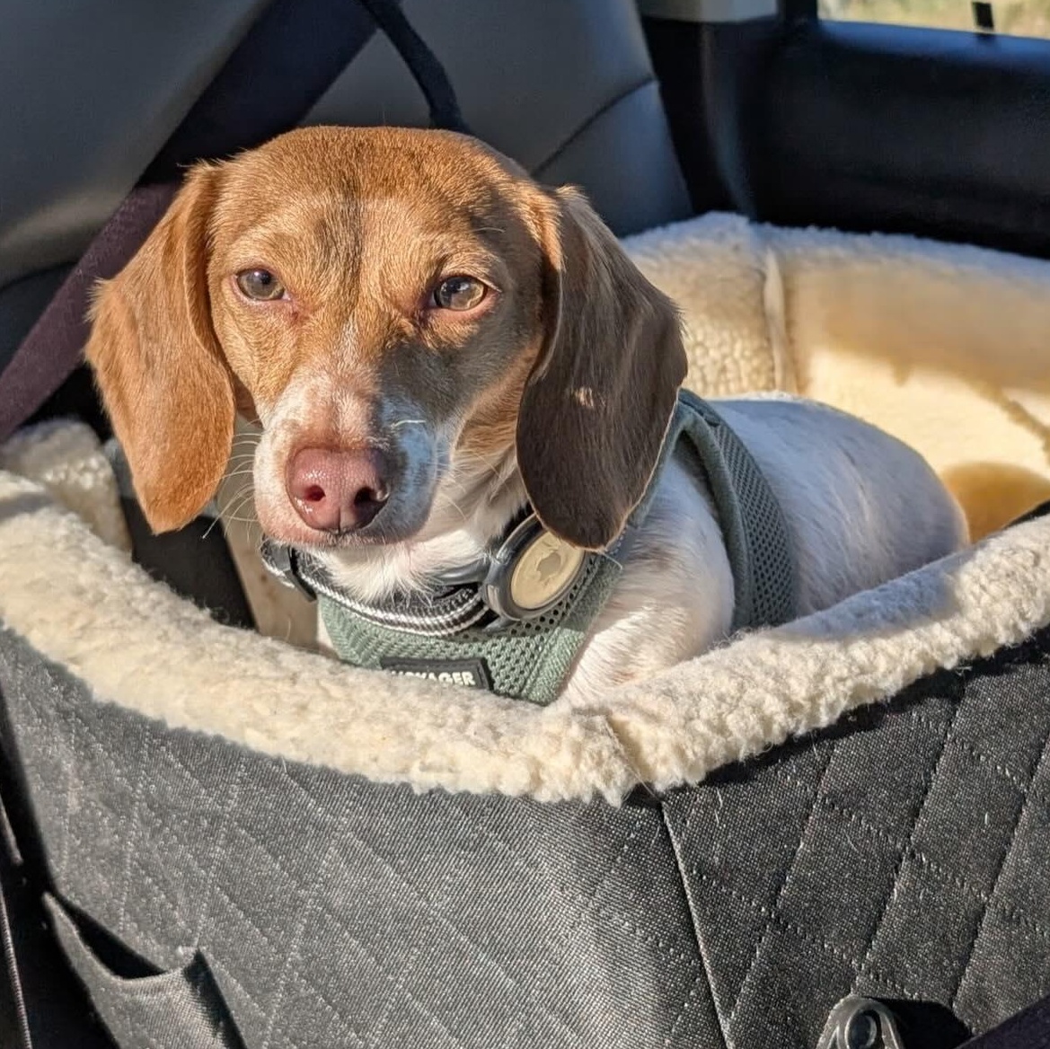 Freckles - Adoptable Pet | Petfinder | Petfinder