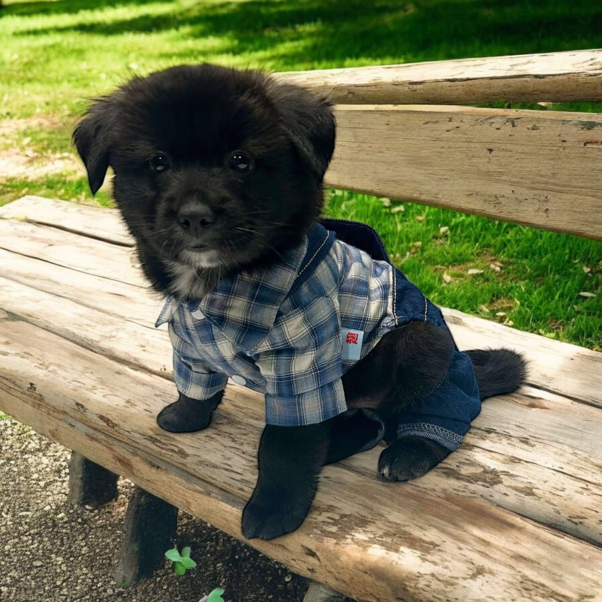 Dog for adoption - Burrito, a Husky Mix in St. Louis , MO | Petfinder