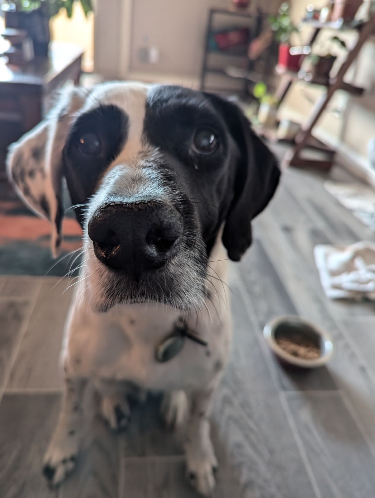 Dog for adoption - Pepper, a Pointer Mix in Roy, UT | Petfinder