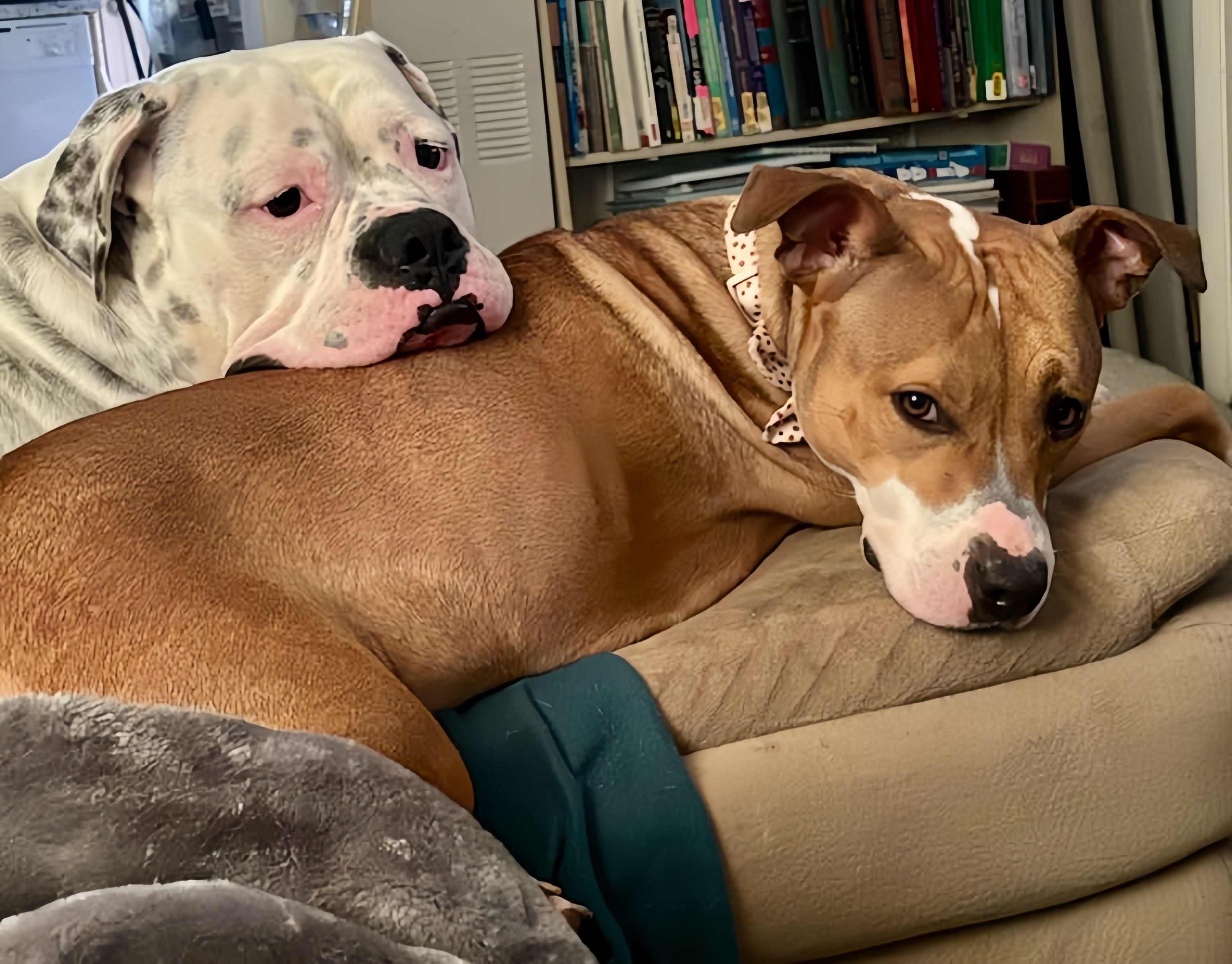 Dog for adoption - Kat, an American Staffordshire Terrier in Winchester ...