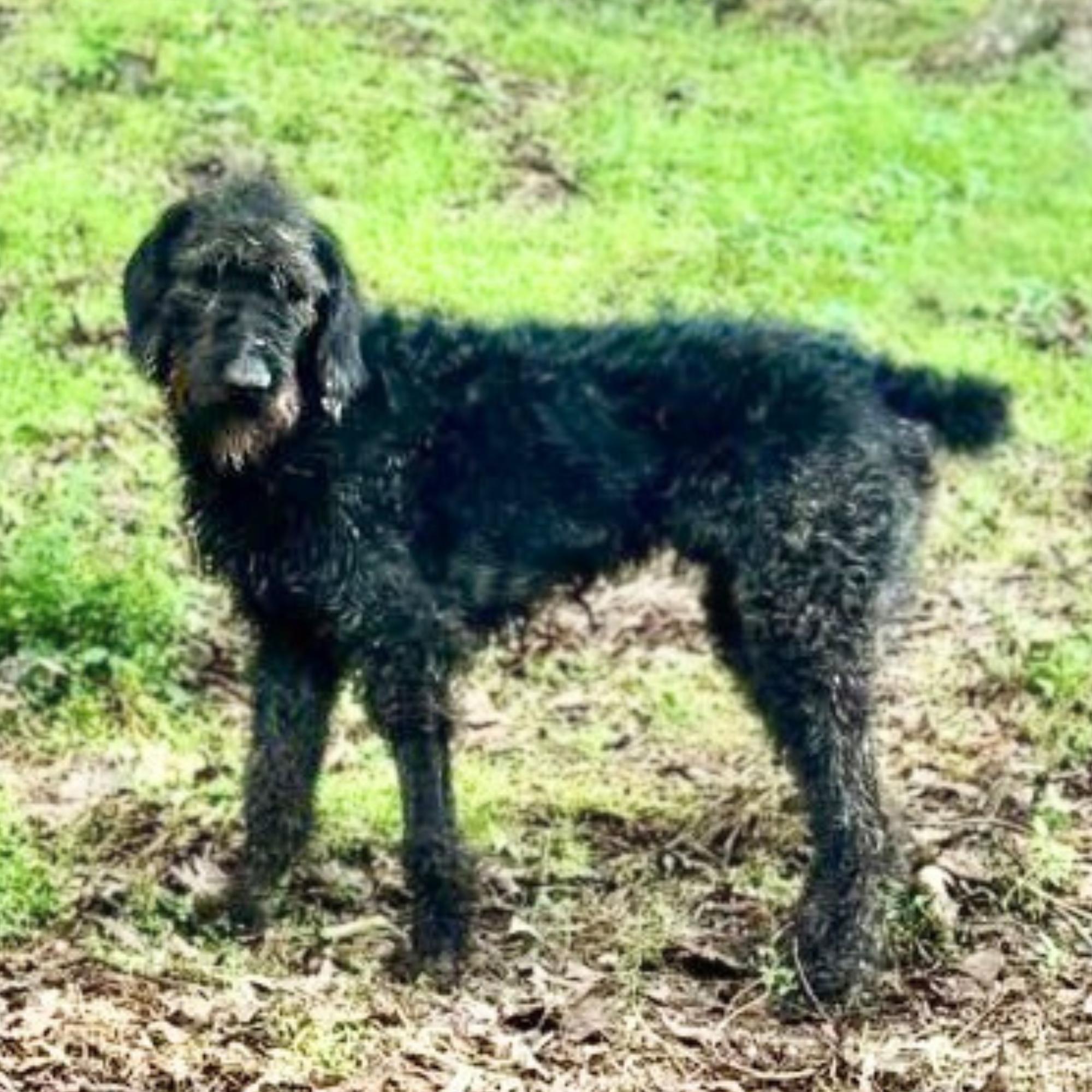 Dog for adoption - Sequoia, a Schnoodle Mix in New York, NY | Petfinder