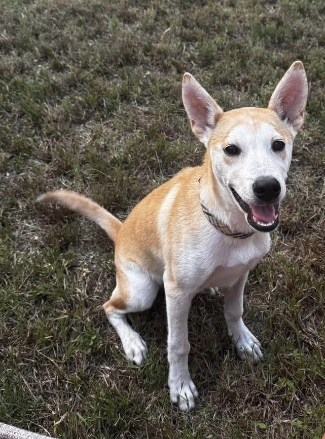Dog for adoption - Woody, a Husky Mix in renton, WA | Petfinder