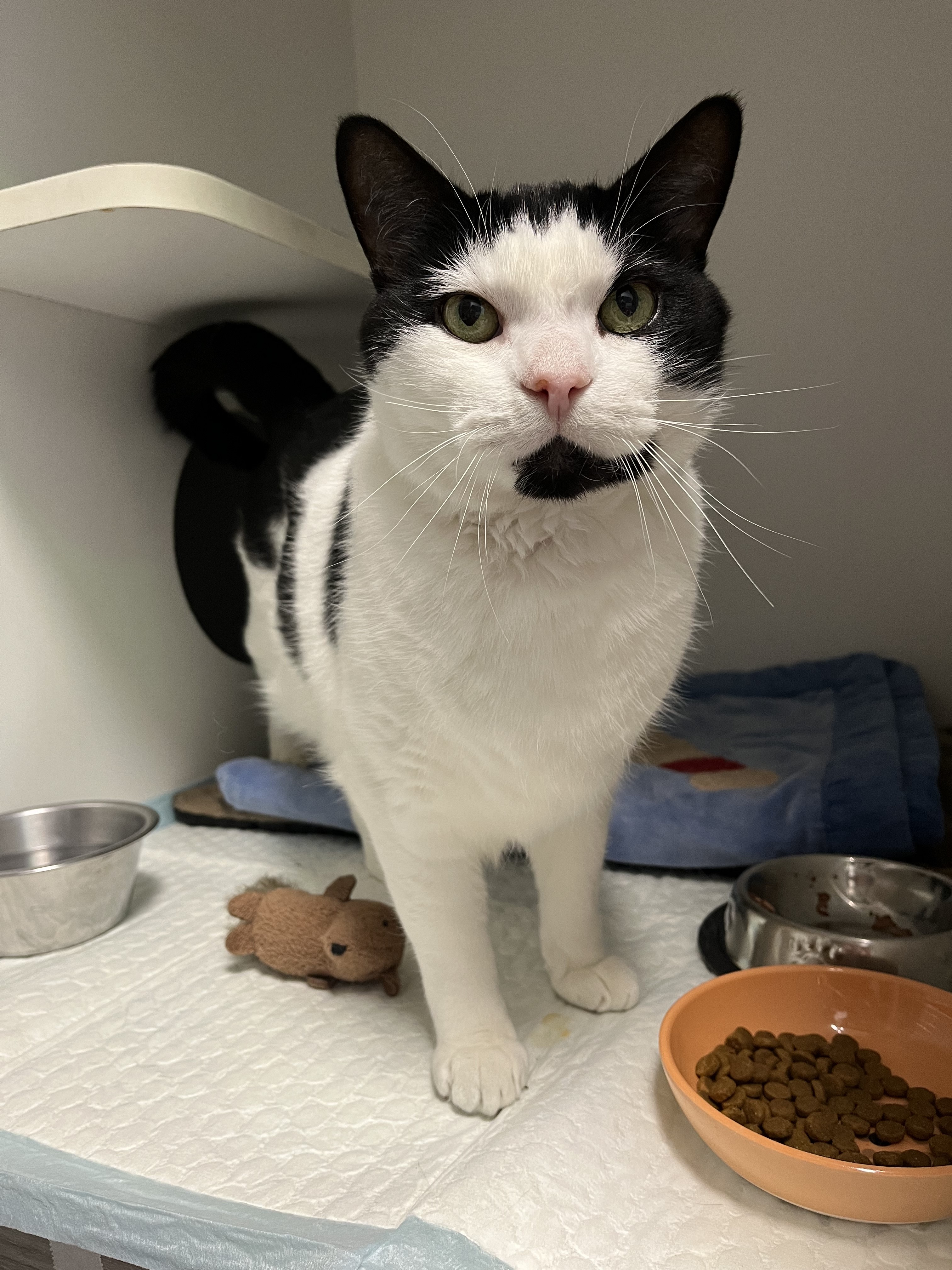 Cat for adoption - Jerri, a Domestic Short Hair in Taylor, MI | Petfinder