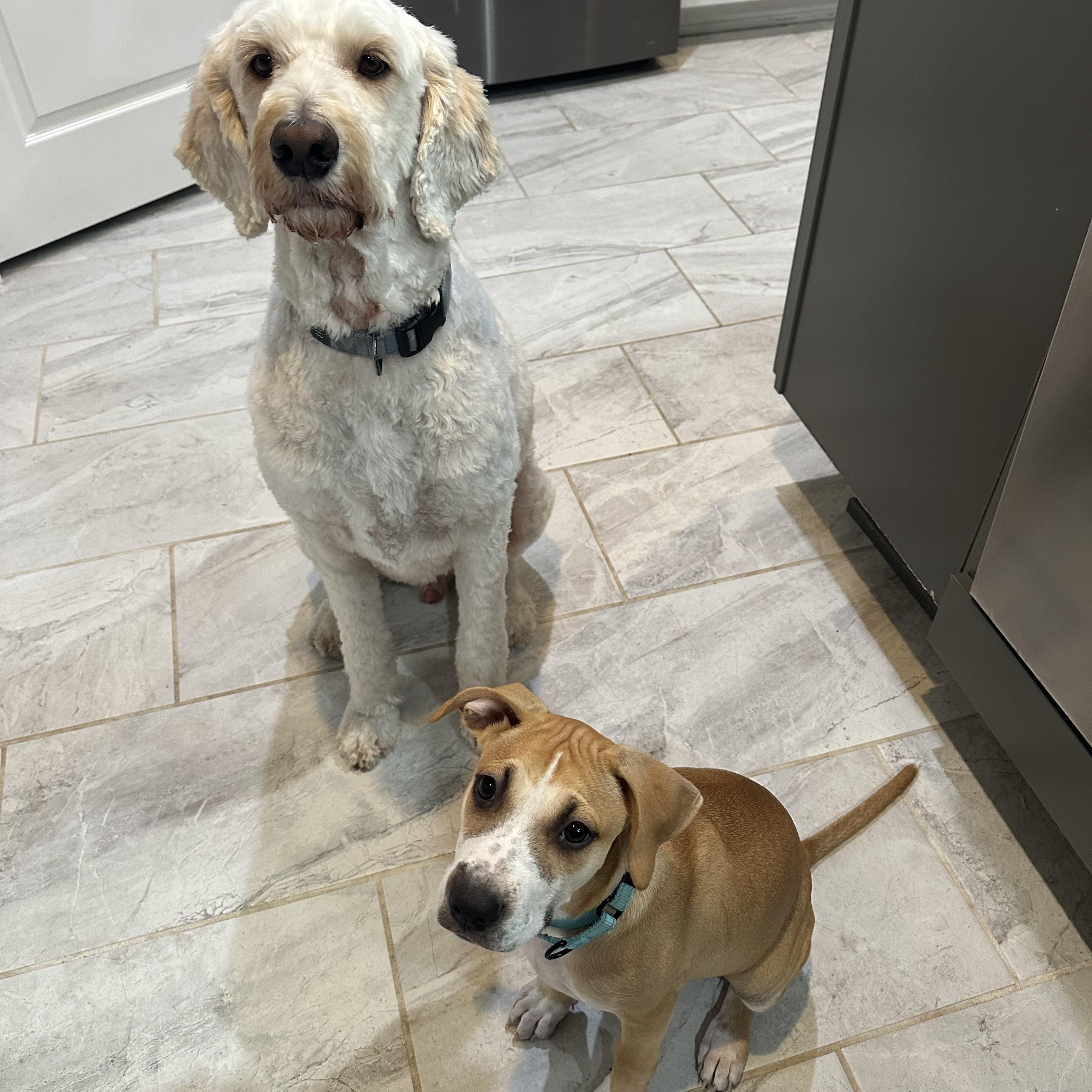 Dog for adoption - Jade, a Labrador Retriever Mix in renton, WA | Petfinder