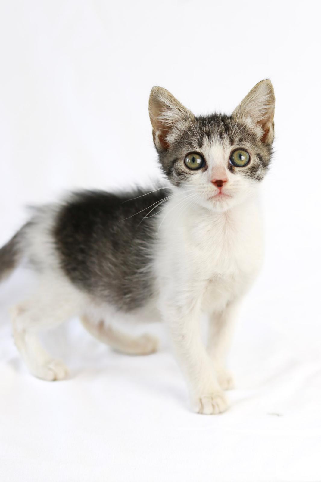 Cat for adoption - Bunny, a Domestic Short Hair in miami, FL | Petfinder