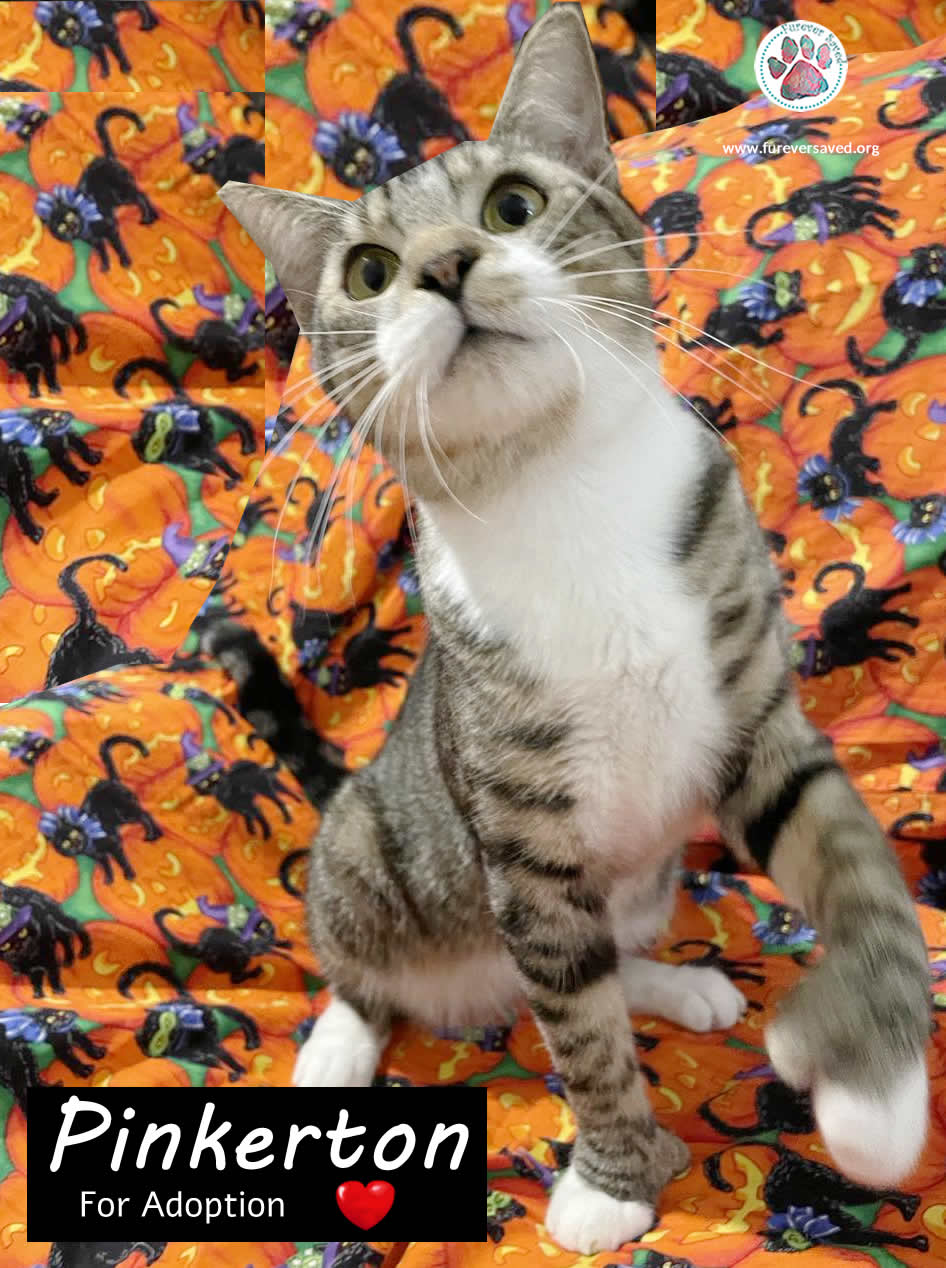 Cat for adoption - Pinkerton, a Domestic Short Hair in Cumberland, RI ...