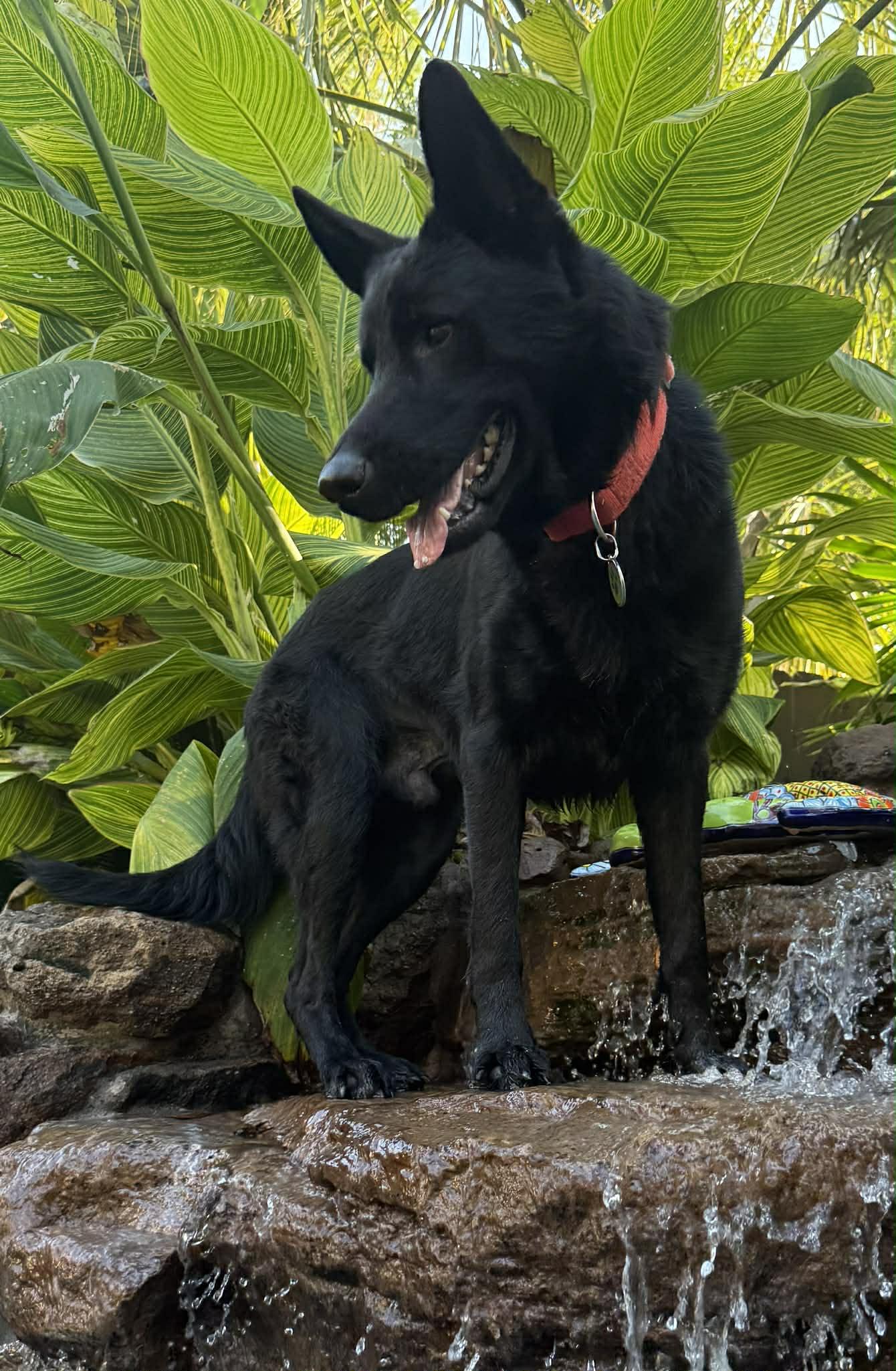 Dog for adoption - Shaft gs, a German Shepherd Dog in St Joseph, MI ...