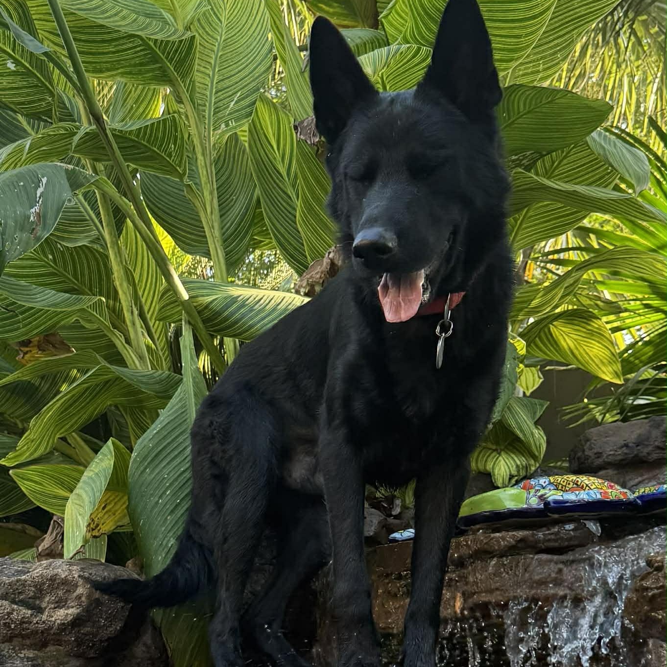 Dog for adoption - Shaft gs, a German Shepherd Dog in St Joseph, MI ...