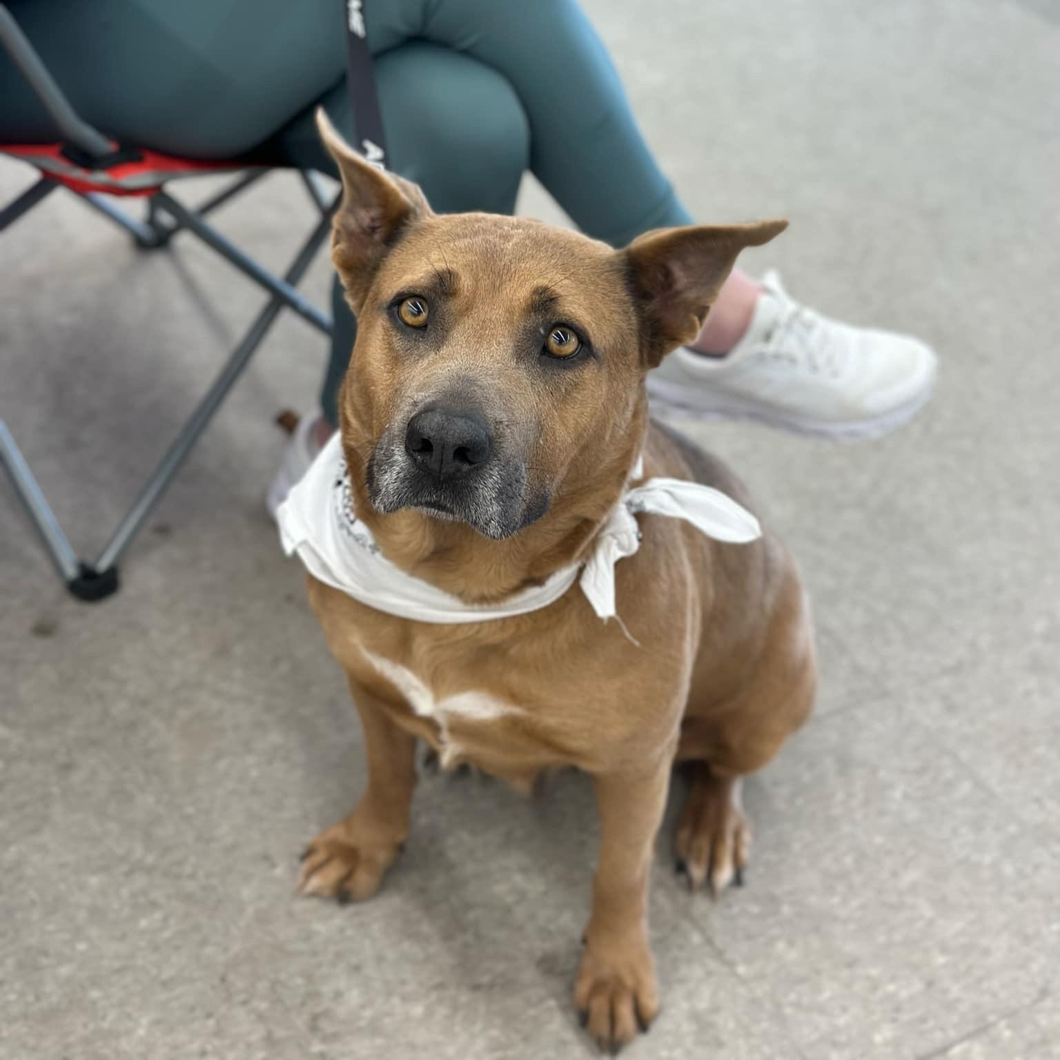 Dog for adoption - Roxy, an American Staffordshire Terrier & German ...