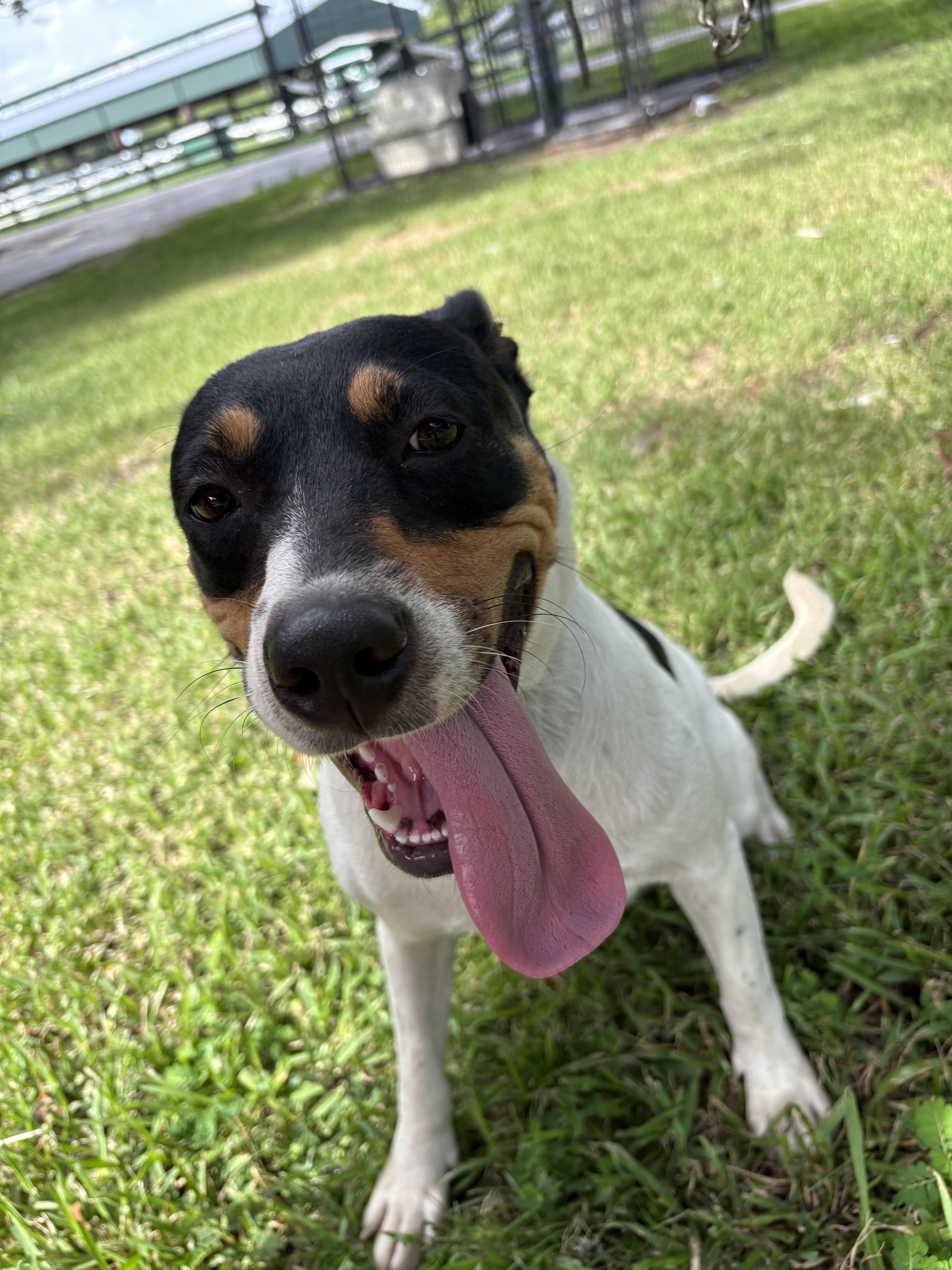 Dog for adoption - Scout, a Pit Bull Terrier & Rat Terrier Mix in ...