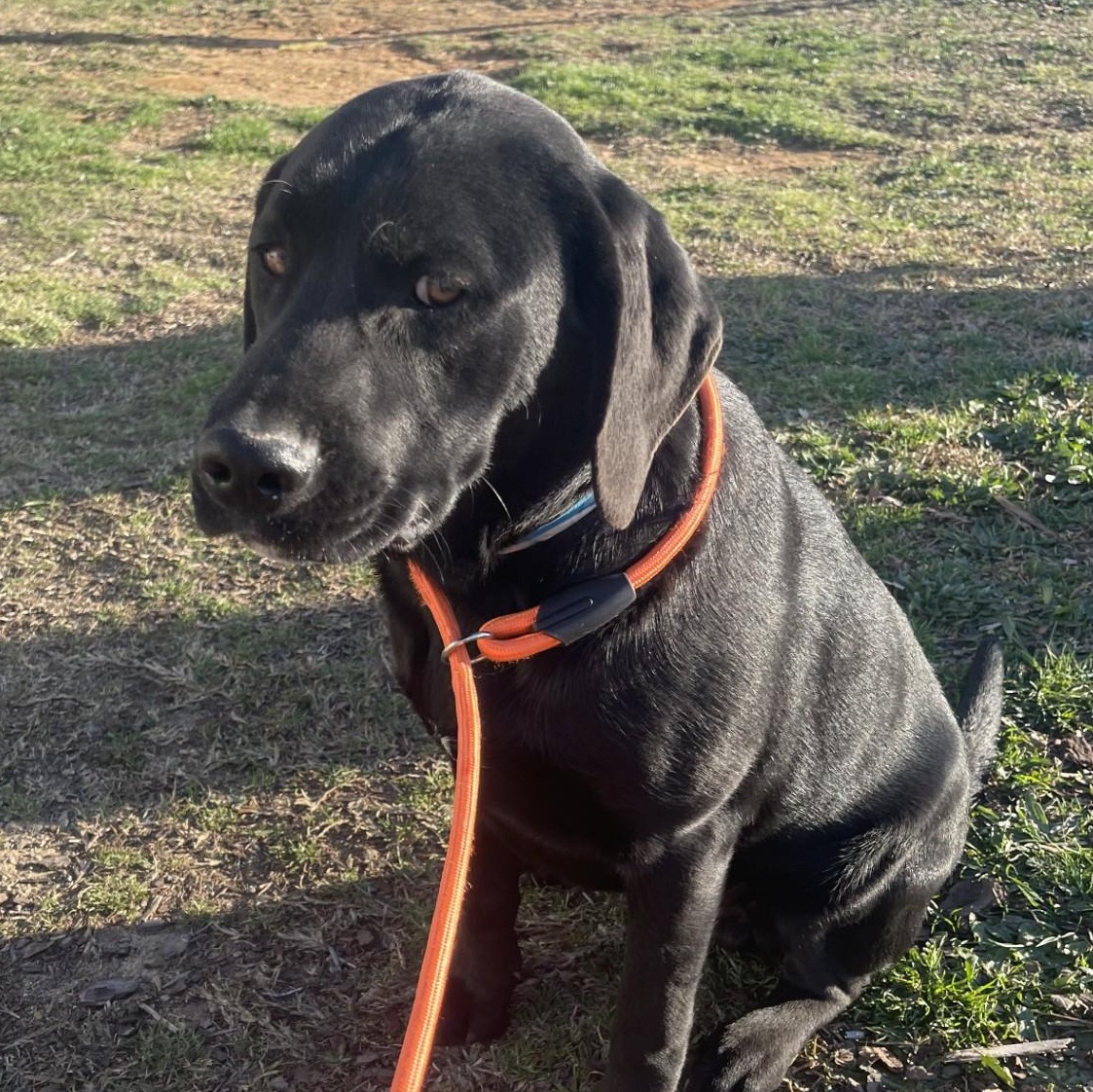Dog for adoption - Dexter Morgan, a Black Labrador Retriever Mix in ...