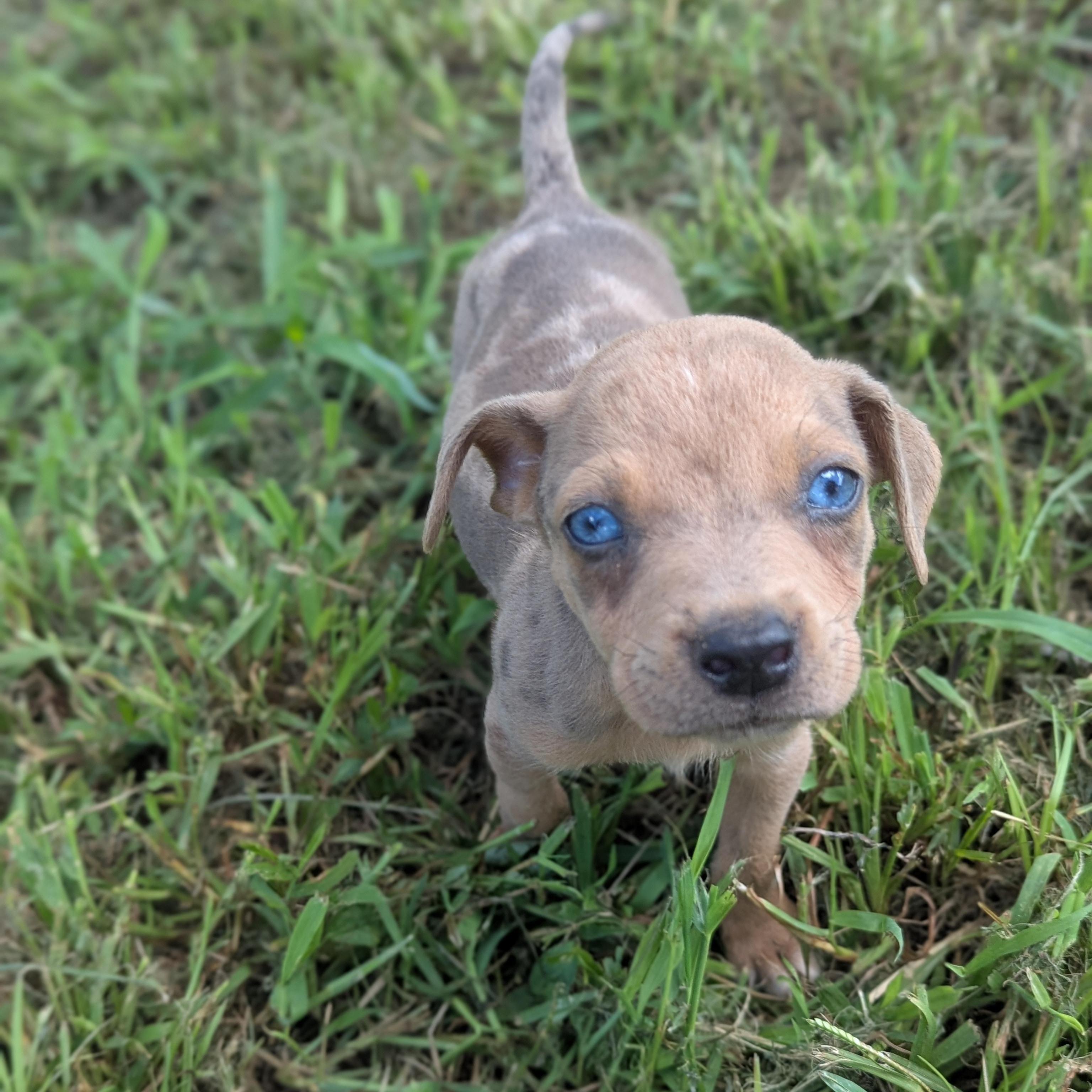 Dog for adoption - Tater Tot, a Catahoula Leopard Dog & Boxer Mix in ...