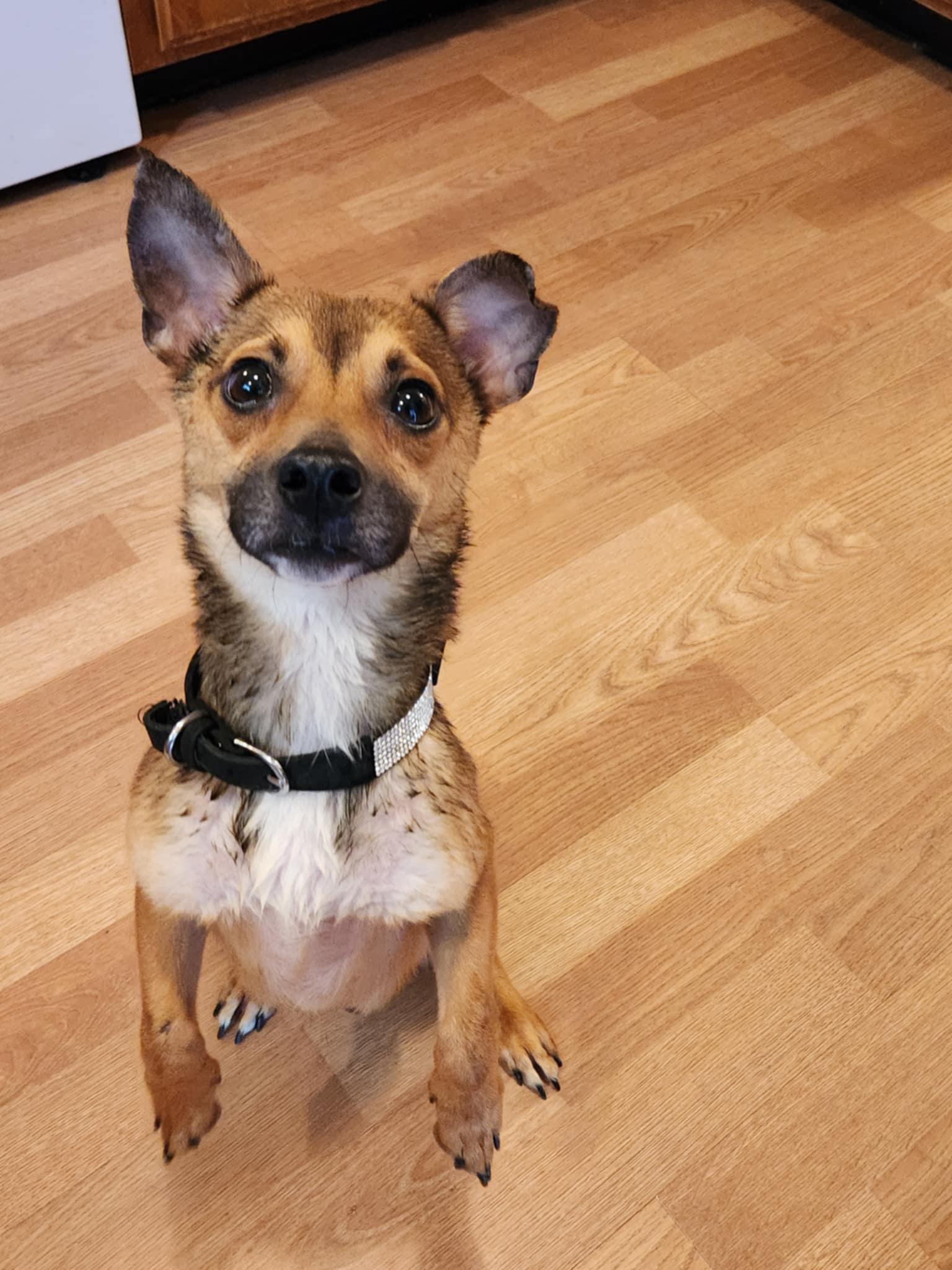 Dog for adoption - Benson, a Chihuahua Mix in Fort Collins, CO | Petfinder