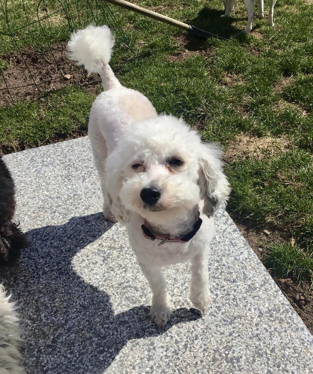 Dog for adoption - Cassie Blue, a Miniature Poodle Mix in Rochester, NY ...